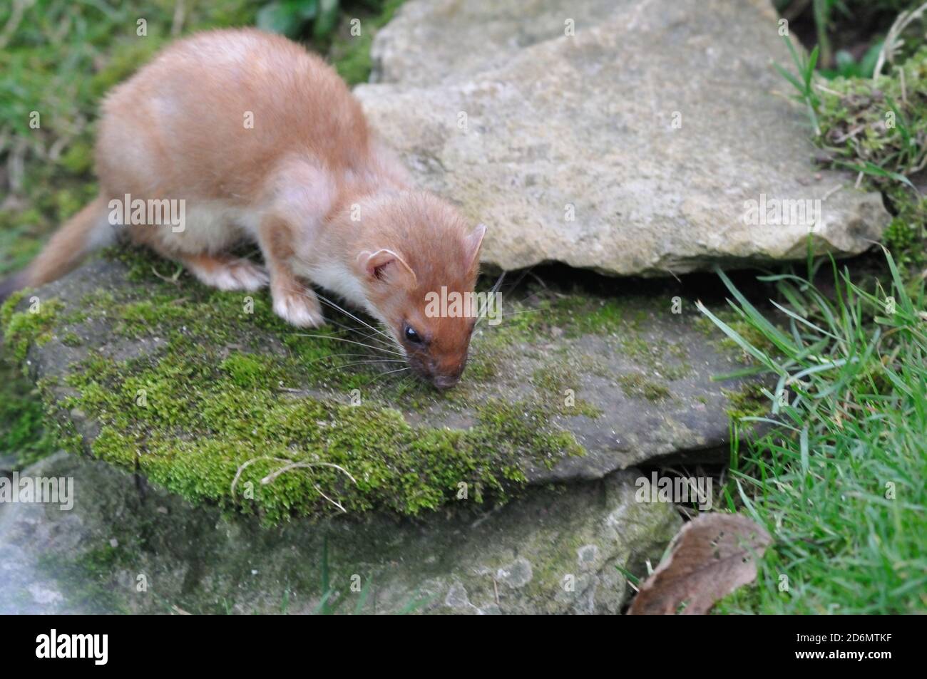 British mustelidae weasels hi-res stock photography and images - Alamy