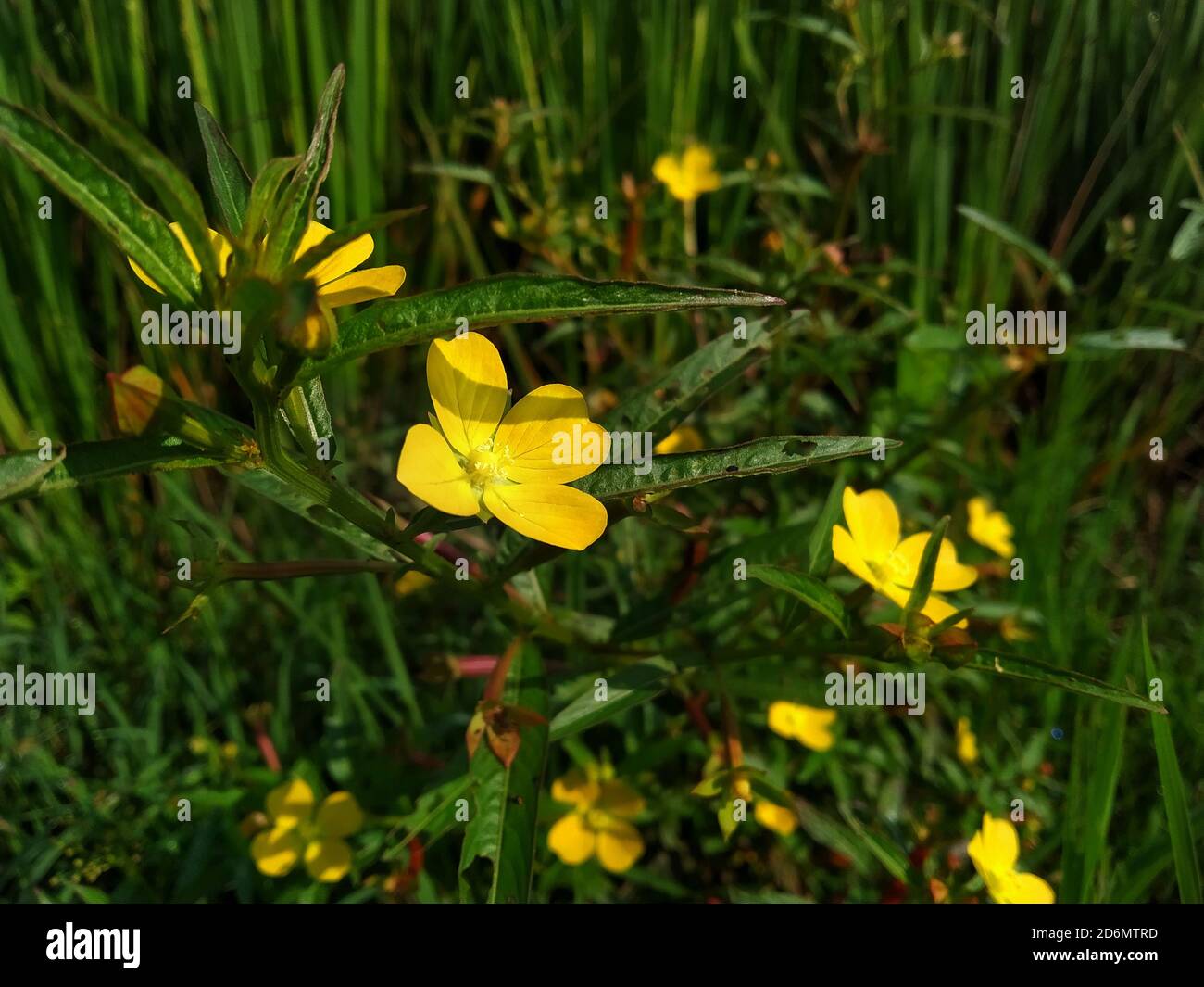 Yellow flower Ludwigia octovalvis is a herbaceous plant species ...