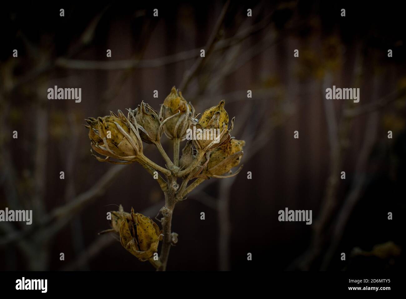 Dramatic photos hi-res stock photography and images - Alamy