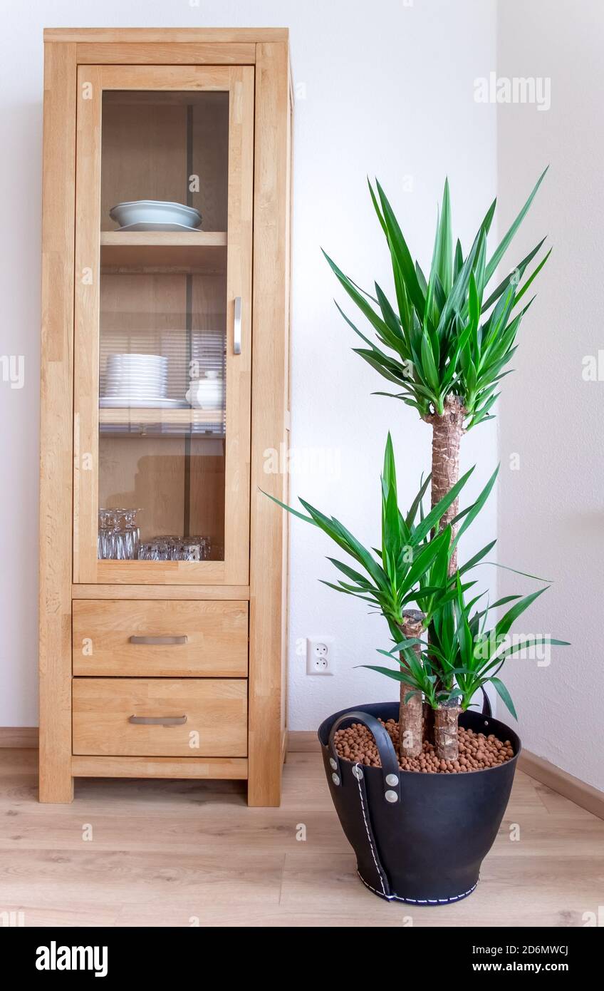 modern living room with large plants as decoration Stock Photo - Alamy