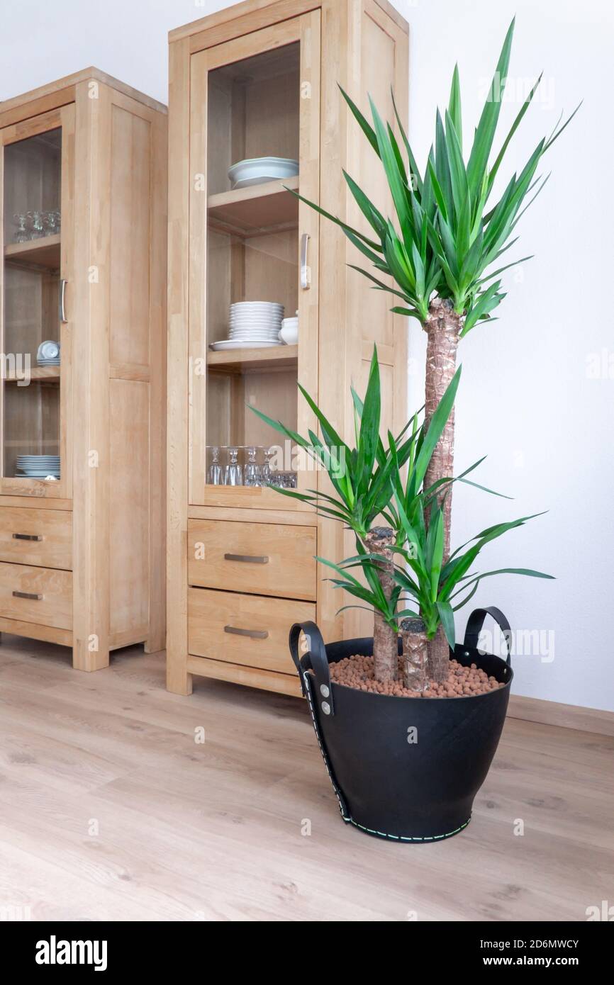 modern living room with large plants as decoration Stock Photo - Alamy