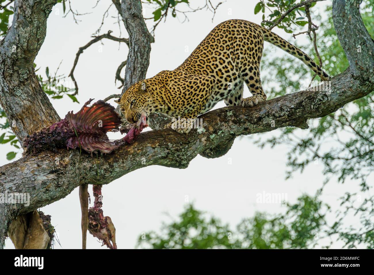 Hungty hi-res stock photography and images - Alamy
