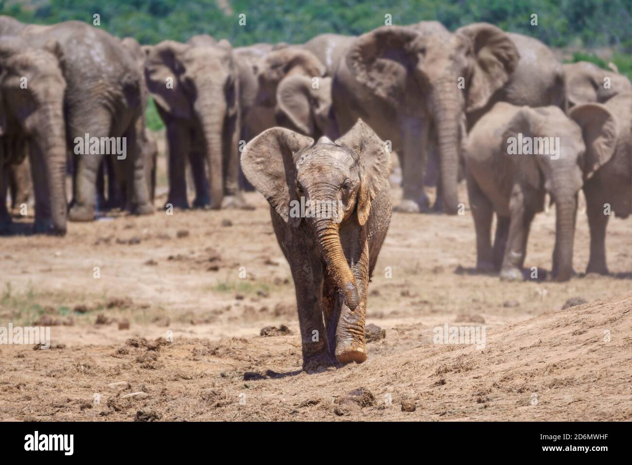 Elephant walking toward camera hi-res stock photography and images - Alamy