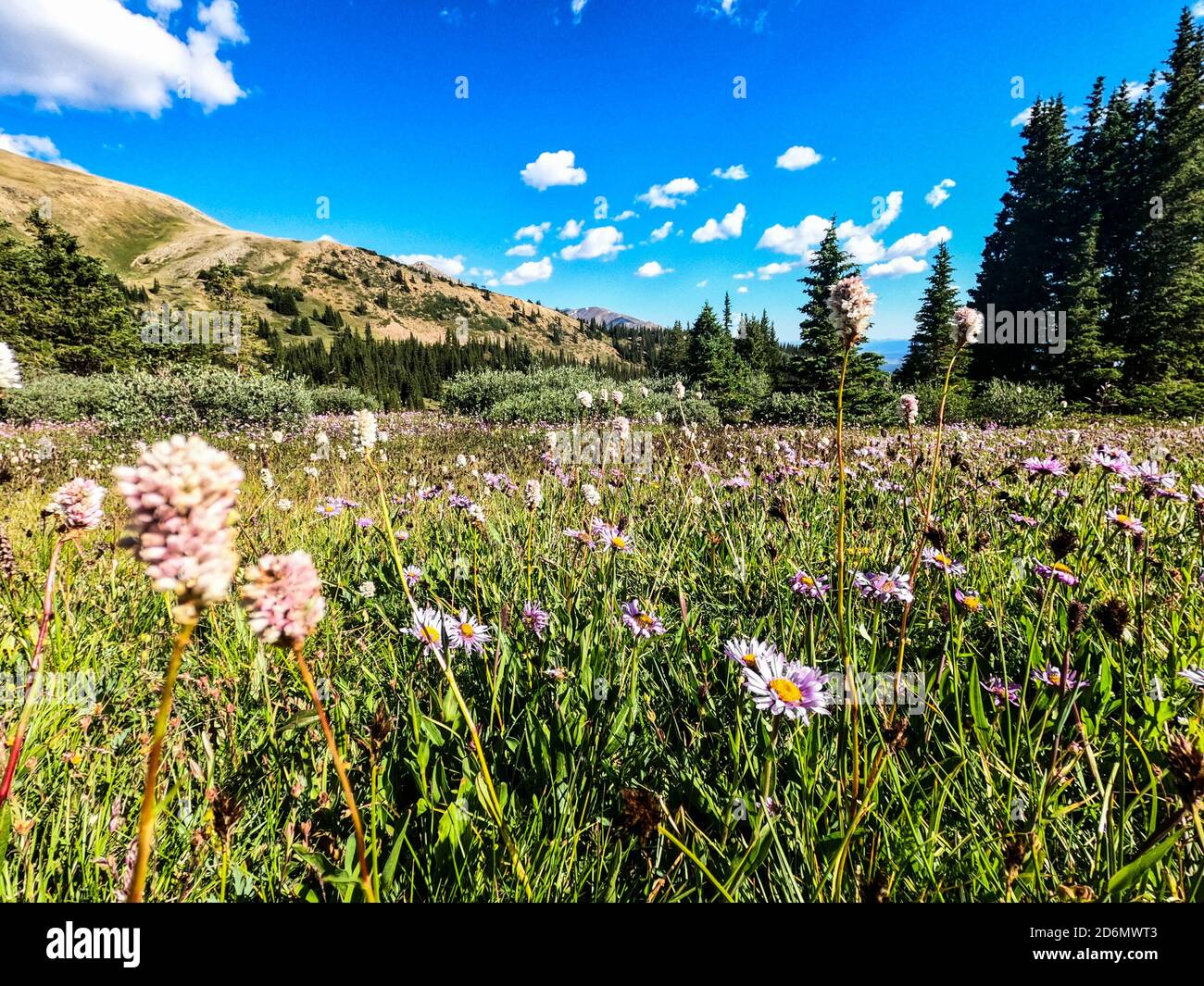Fields of wildflowers, Colorado Trail, Colorado Stock Photo - Alamy