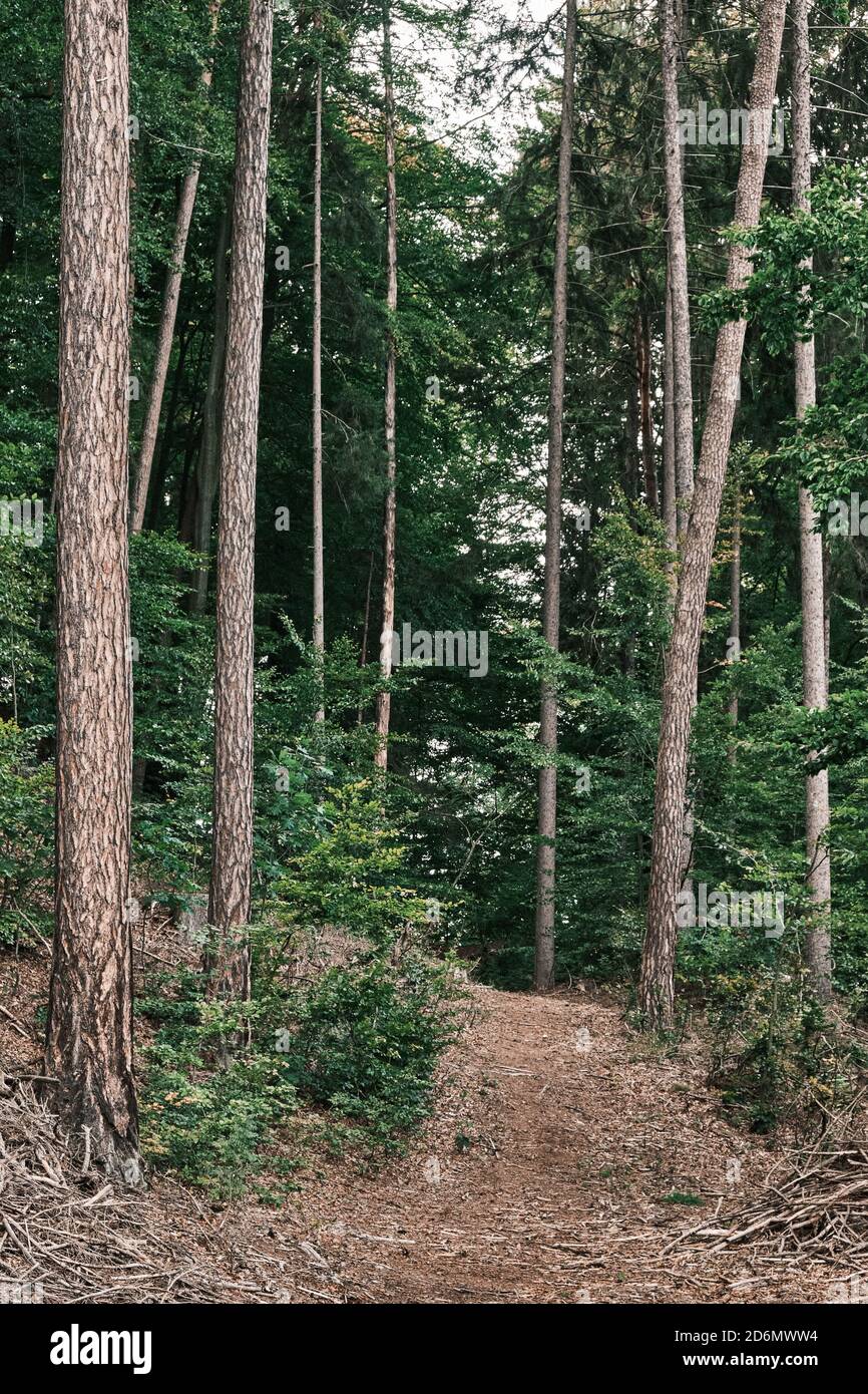 A road in the forest with high foliage trees Stock Photo - Alamy