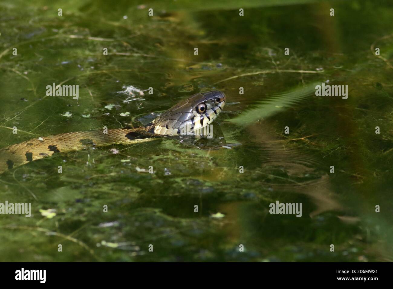 European grass snake (natrix natrix Stock Photo - Alamy
