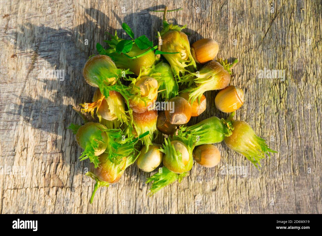 Green hazelnuts on the wooden table, autumn harvest of nuts Stock Photo ...