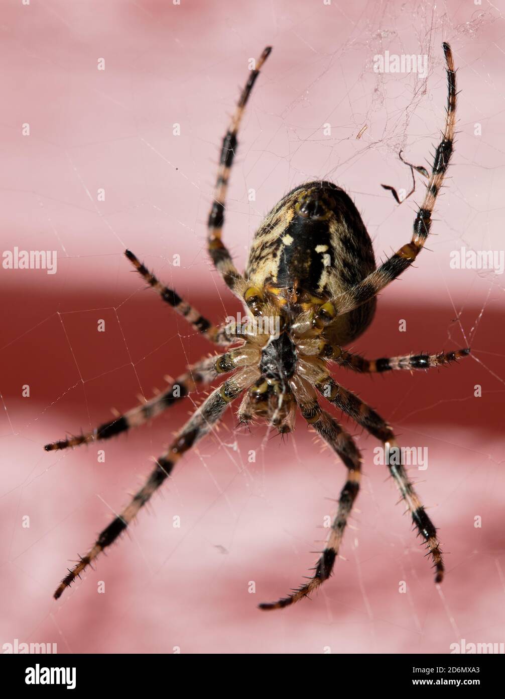 Spindel hi-res stock photography and images - Alamy