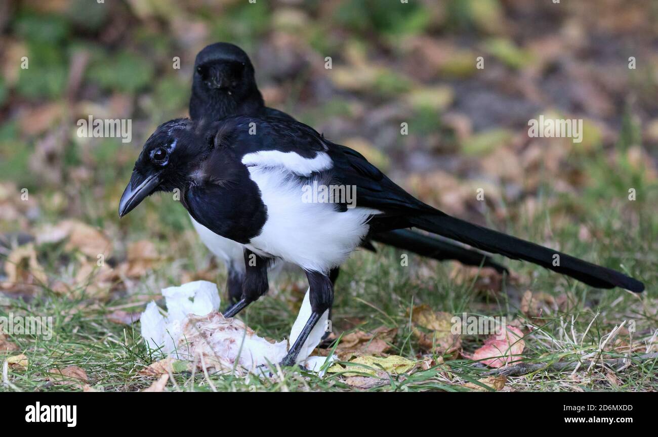 Eating litter High Resolution Stock Photography and Images - Alamy
