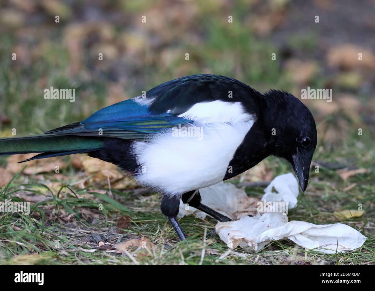 The magpie detail hi-res stock photography and images - Alamy