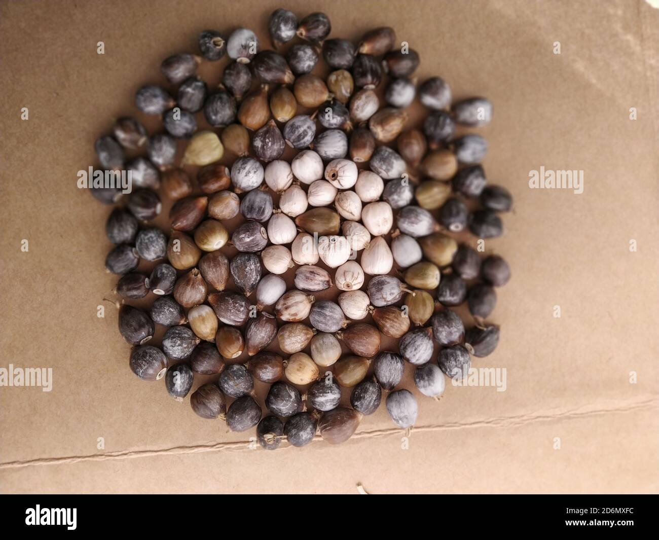 Seeds of Job's tears, scientific name Coix lacryma-jobi, also known as ...