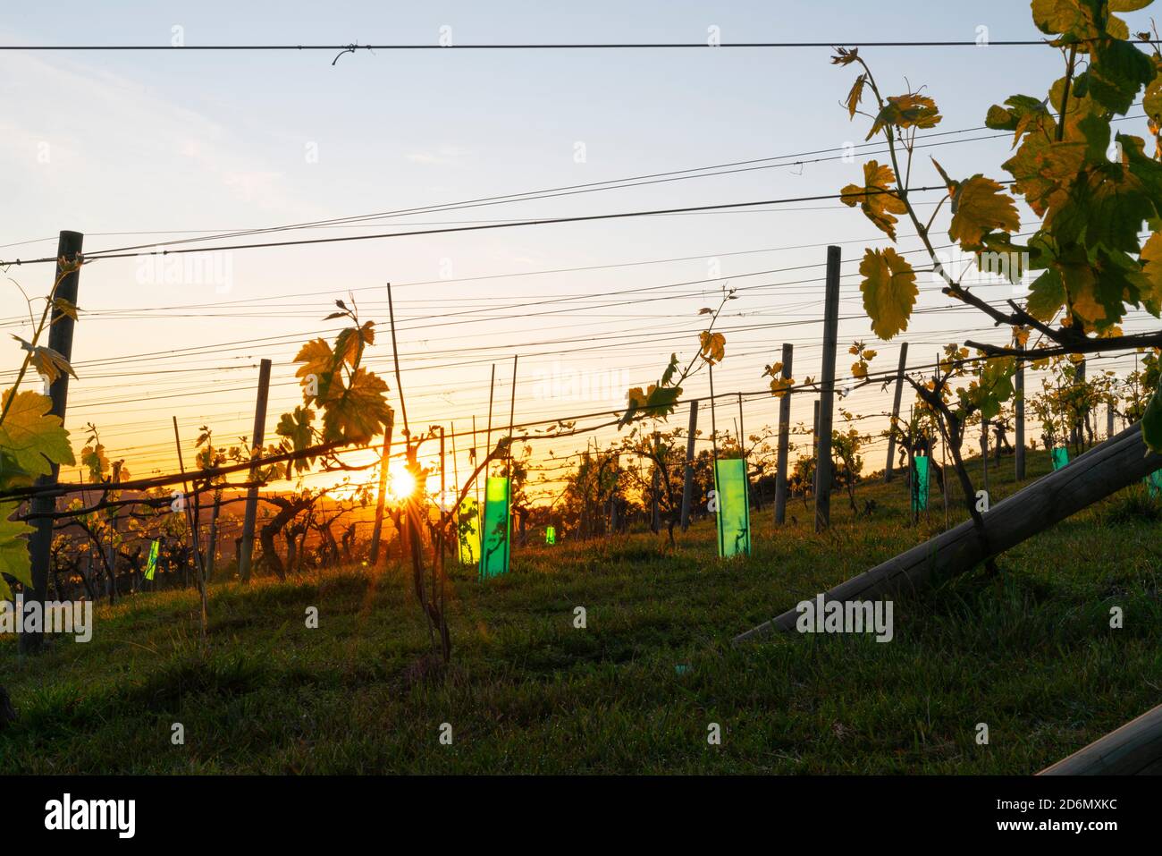 Vineyards with new spring growth backlit by sunrise Stock Photo - Alamy