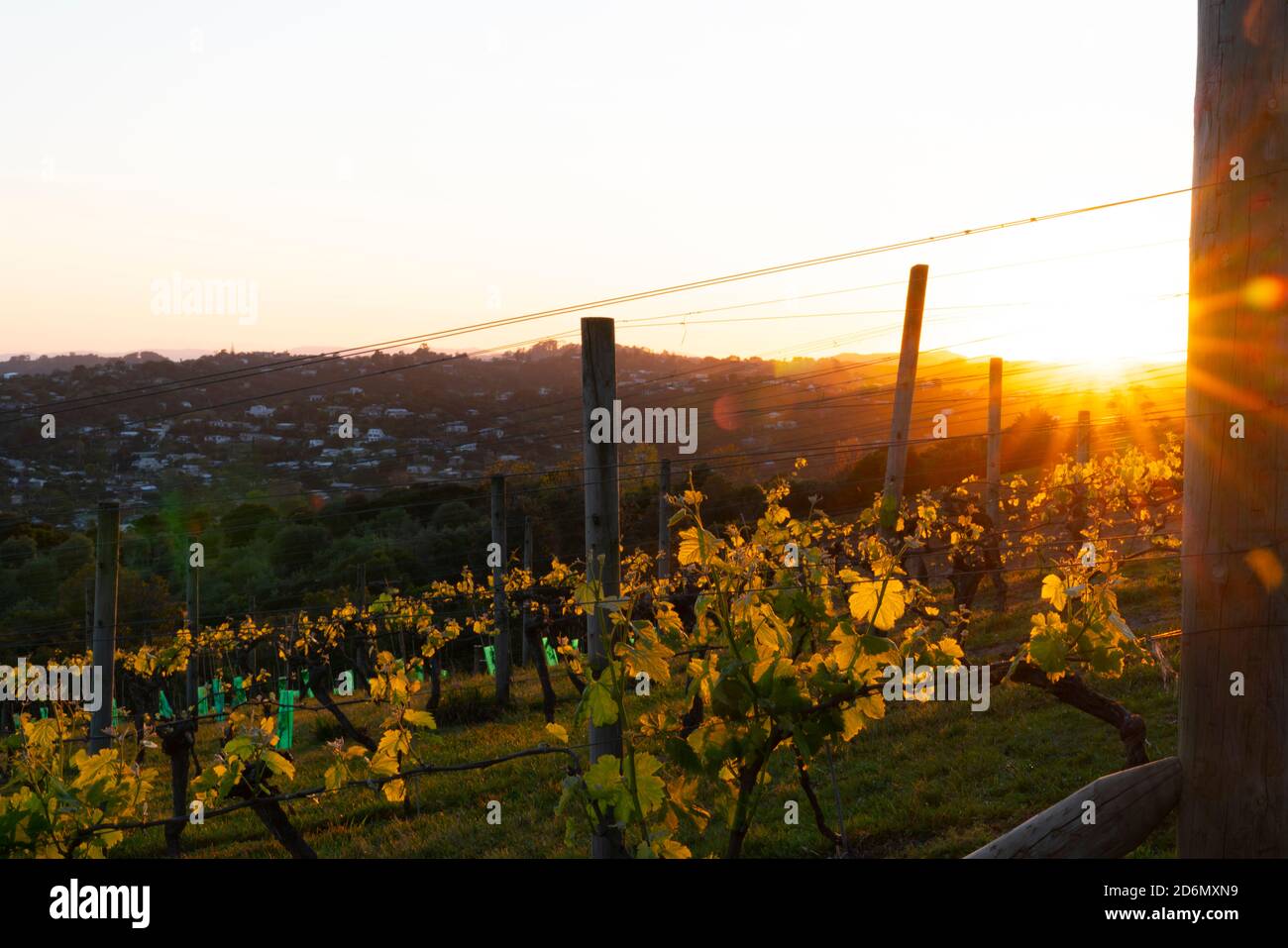 Vineyards with new spring growth backlit by sunrise Stock Photo - Alamy