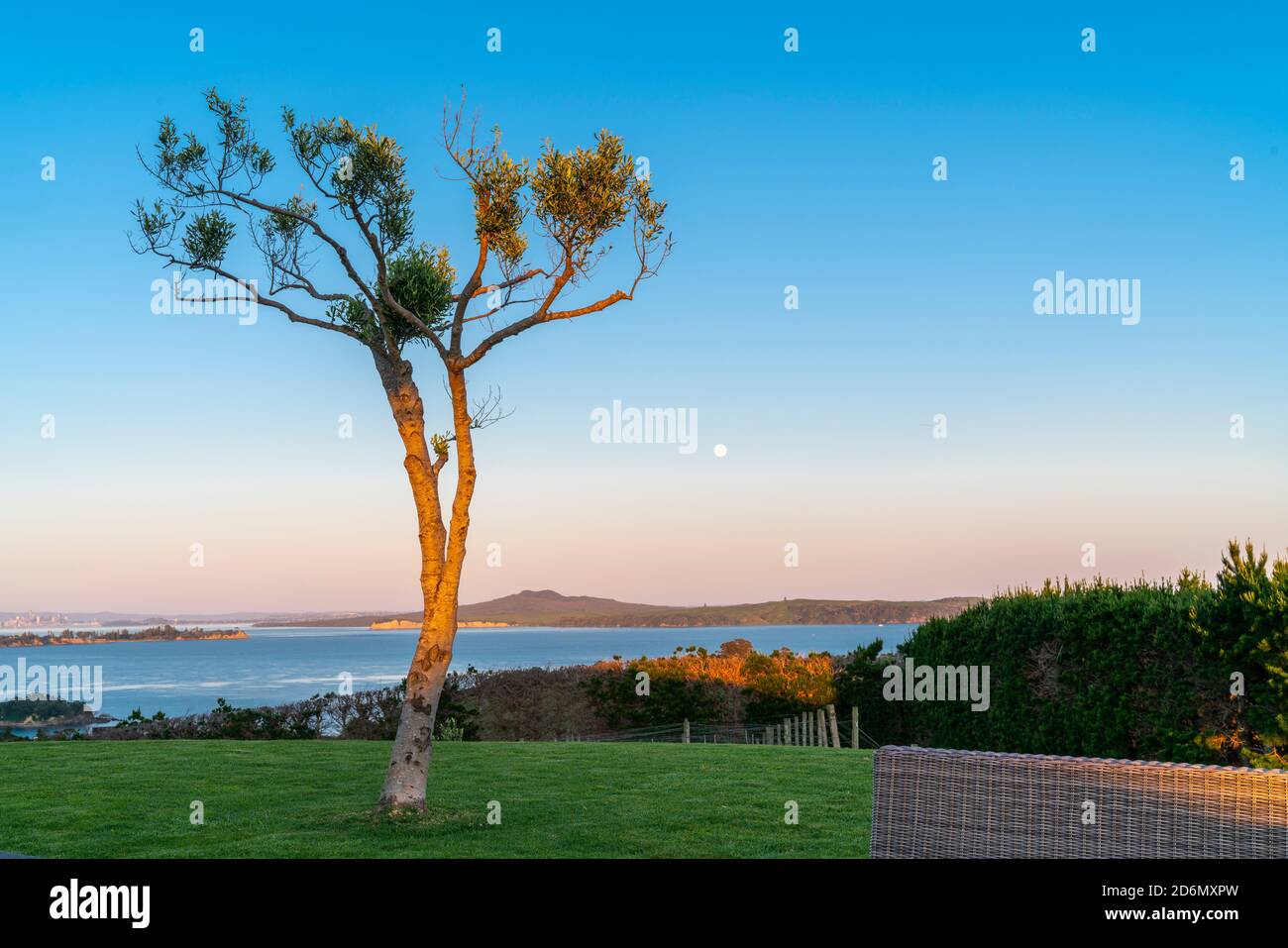 One lone olive tree standing on rise overlooking Waitemata Harbour and ...