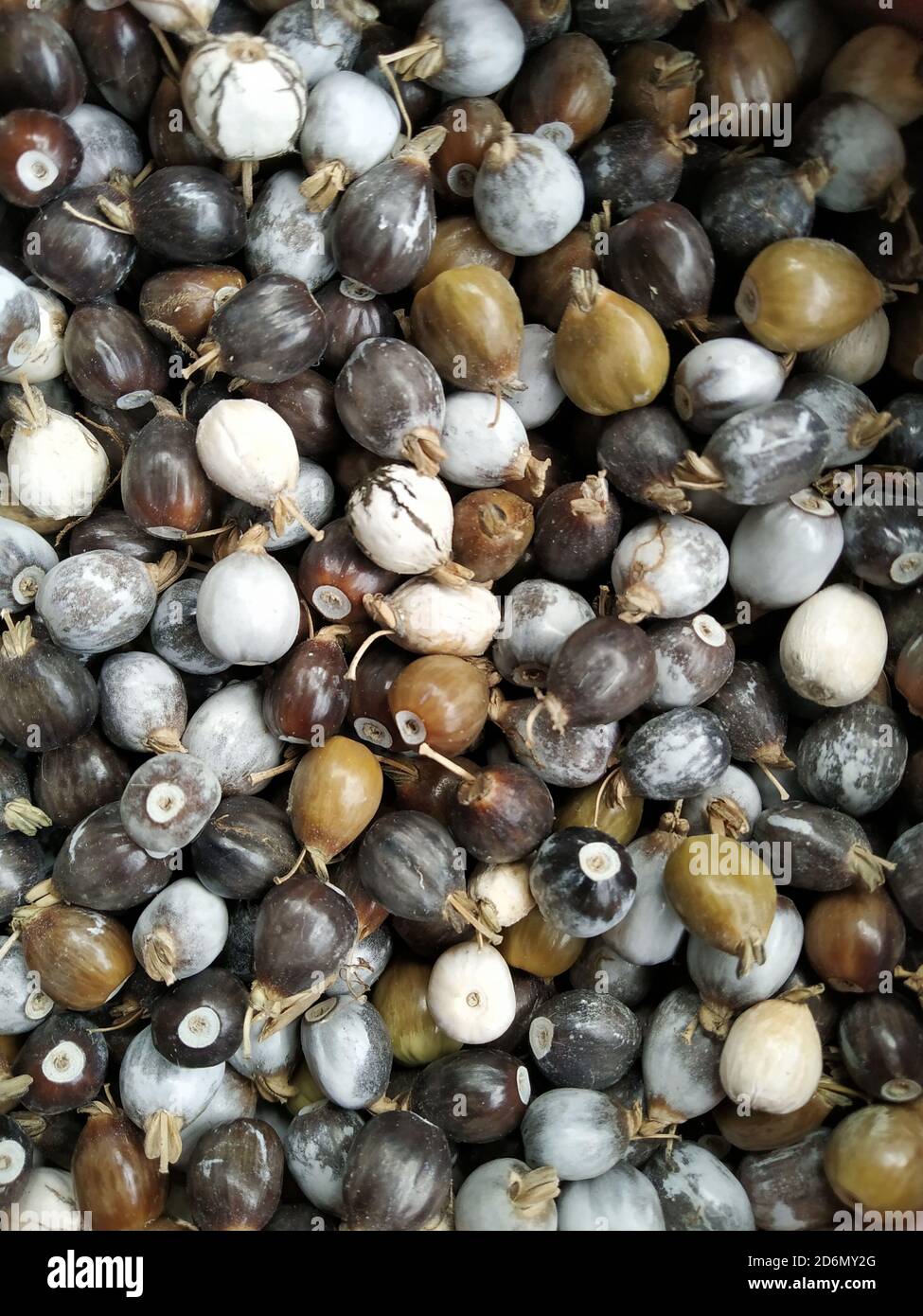 Seeds of Job's tears, scientific name Coix lacryma-jobi Stock Photo - Alamy