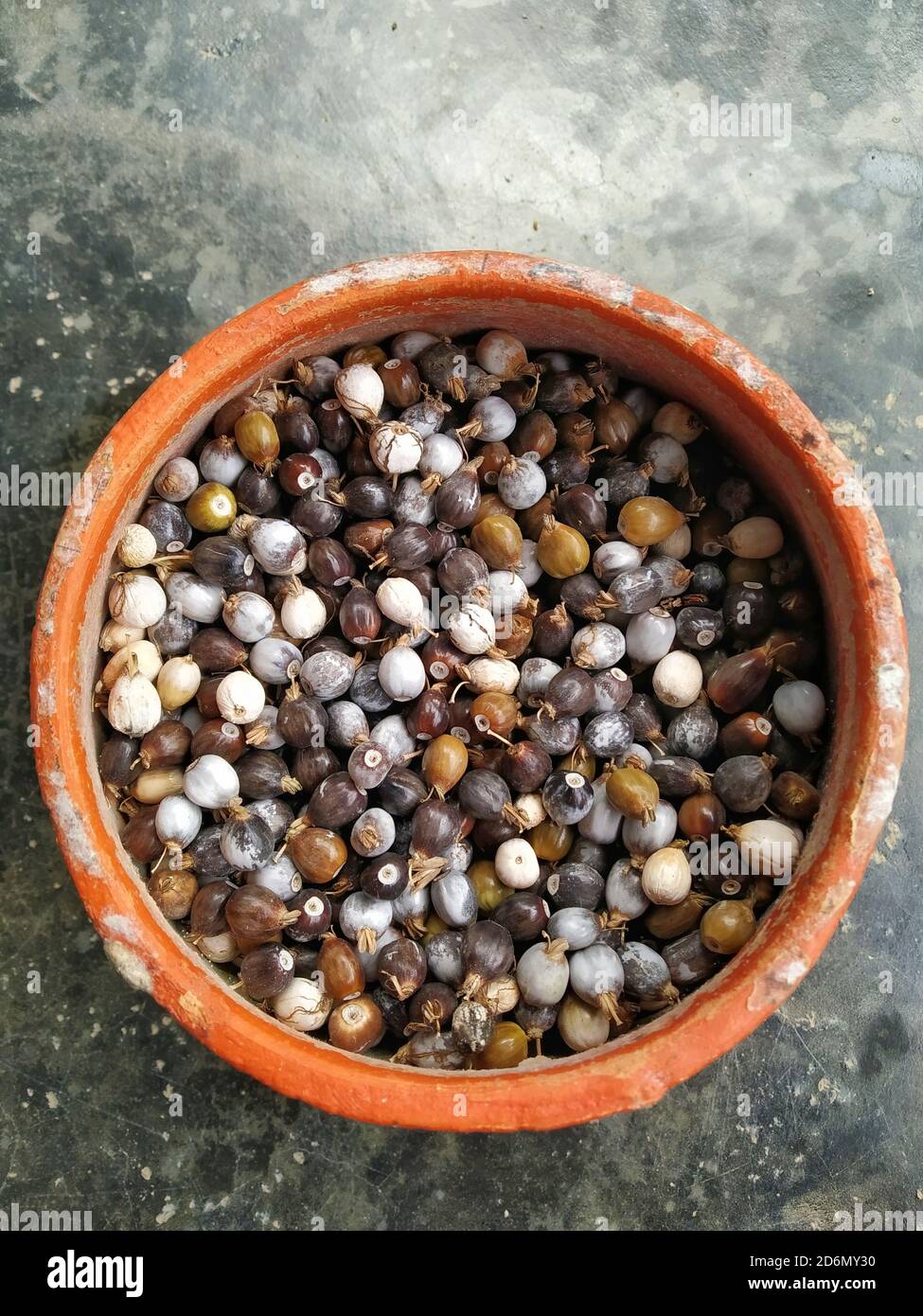 Jobs tears seeds hi-res stock photography and images - Alamy