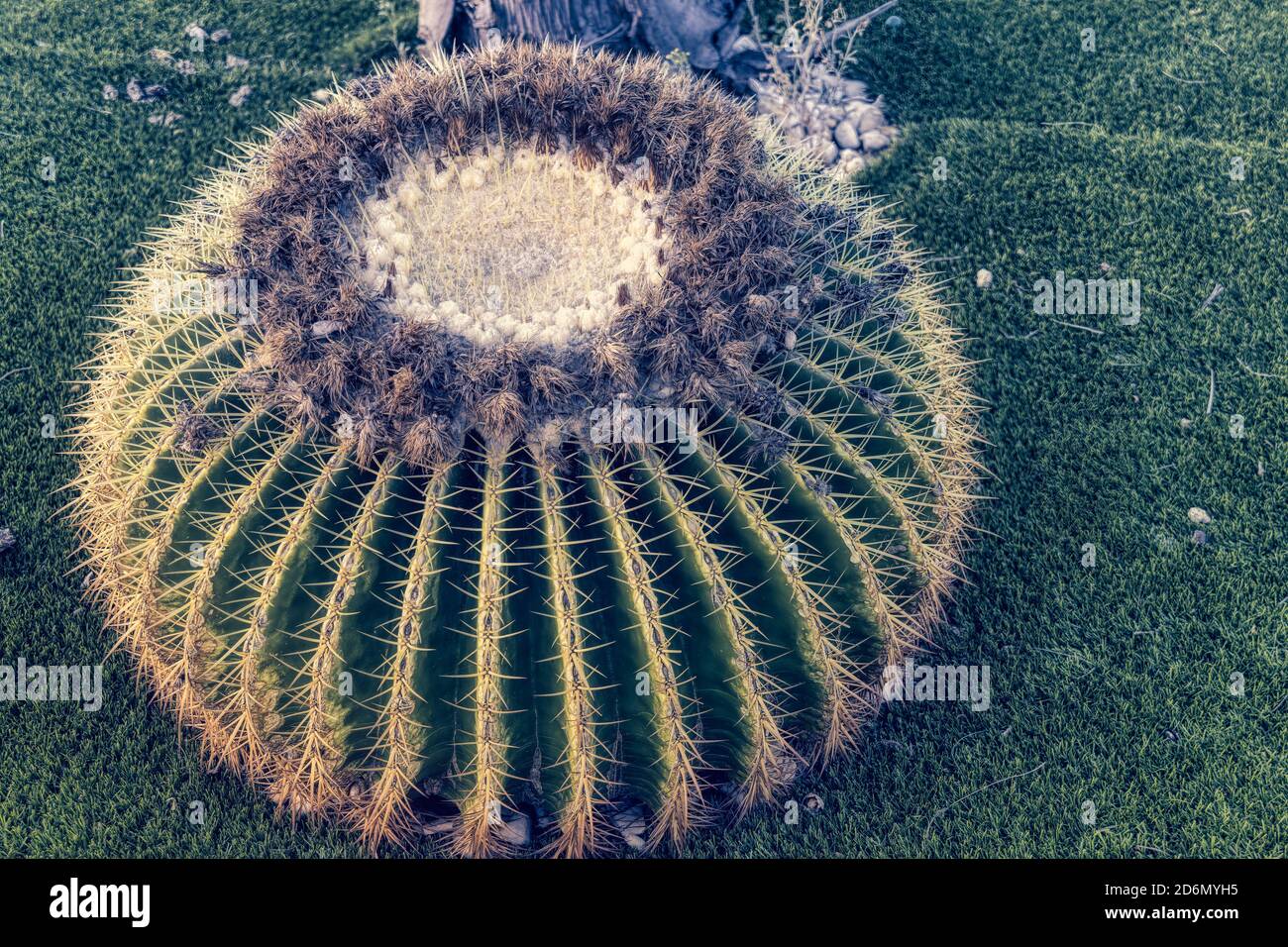 Large spines and small flowers hi-res stock photography and images - Alamy