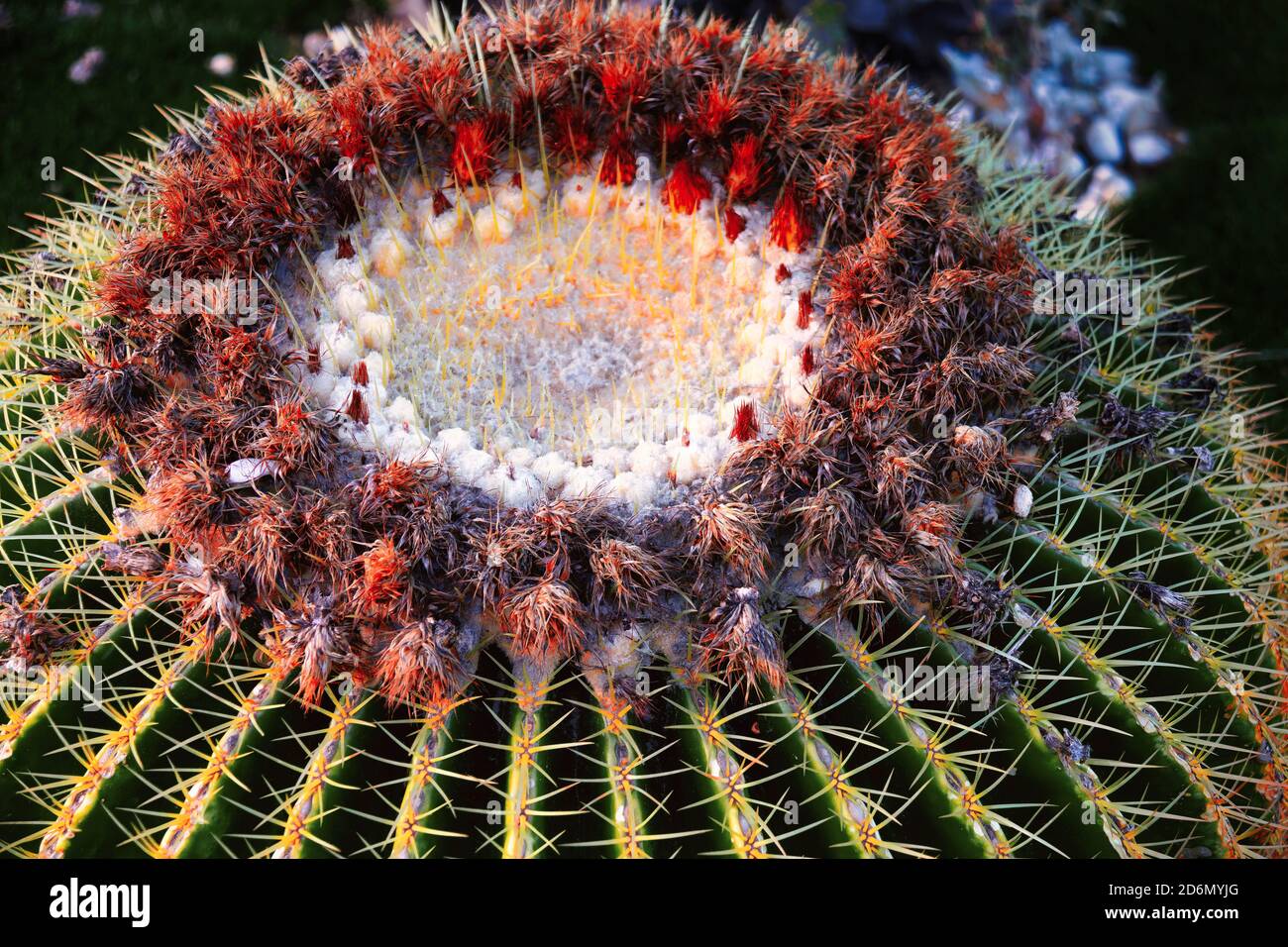 Large spines and small flowers hi-res stock photography and images - Alamy