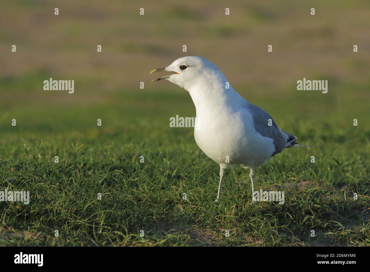 common gull (larus canus Stock Photo - Alamy