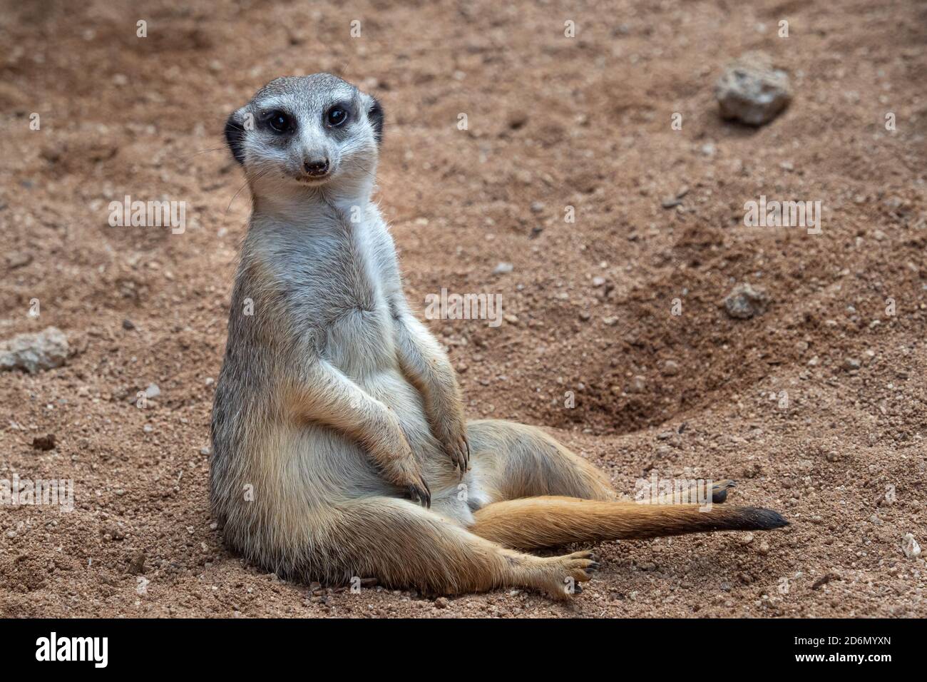 Meerkat sitting in sand, (Suricata suricatta Stock Photo - Alamy