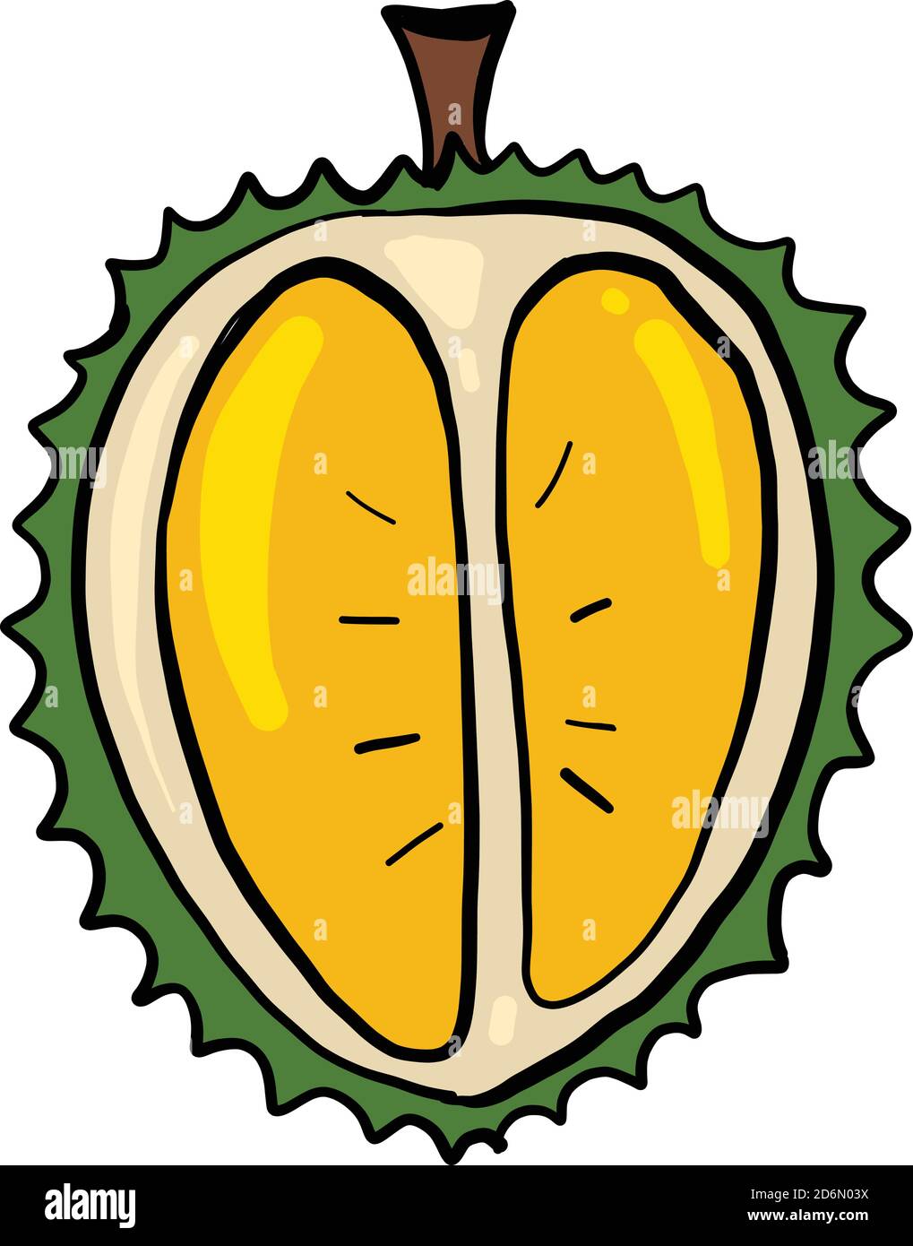 Durian cut in half, illustration, vector on white background Stock ...