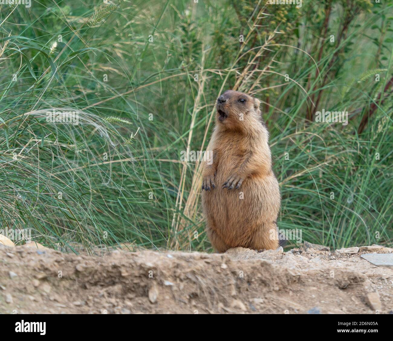 Gopher Teeth High Resolution Stock Photography and Images - Alamy