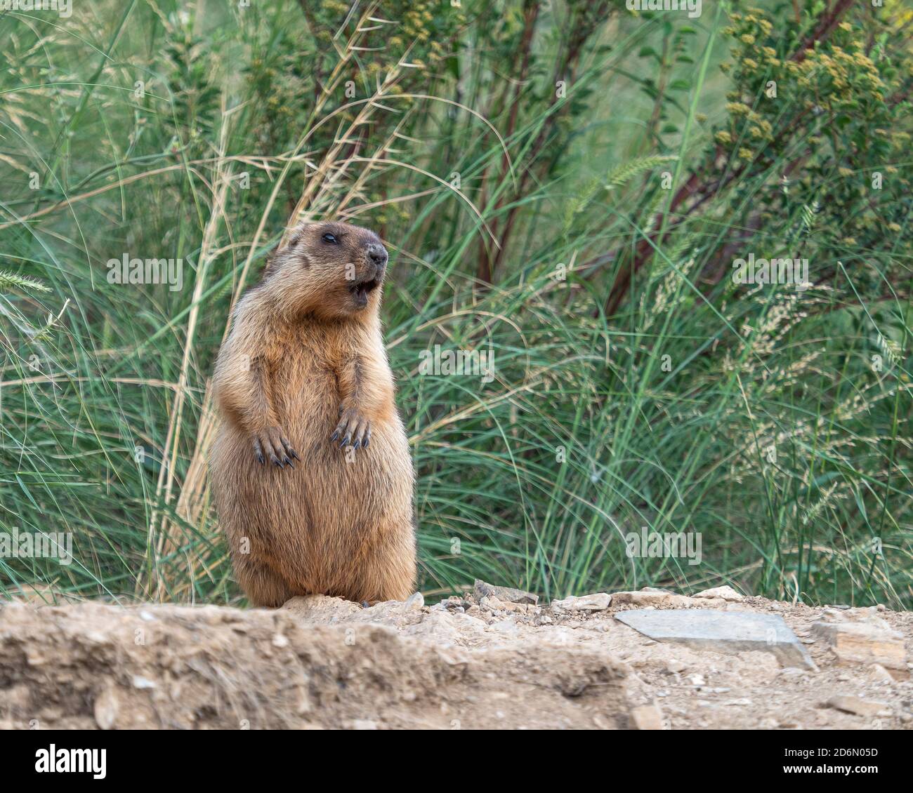 Gopher teeth hi-res stock photography and images - Alamy