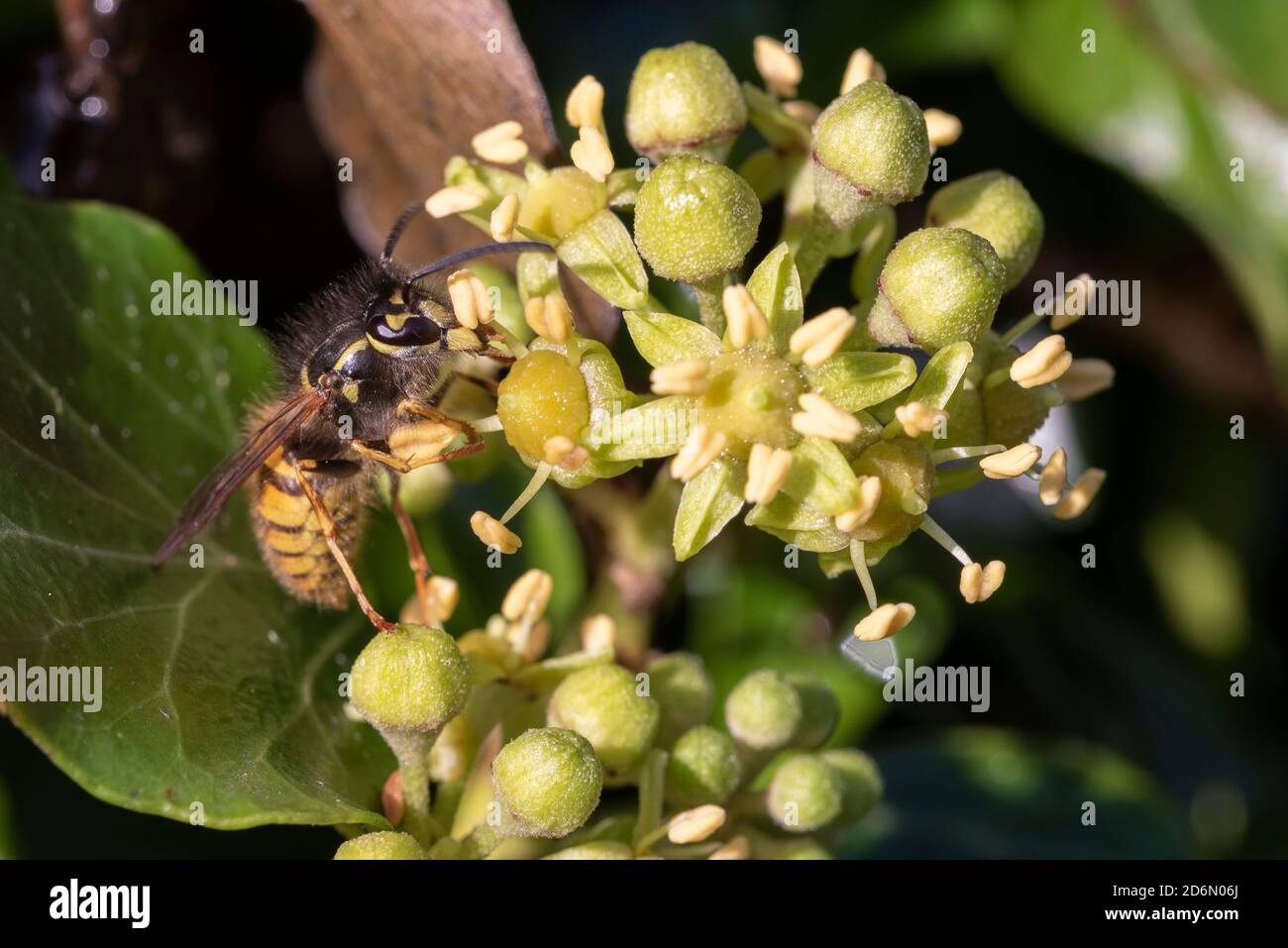 Wasp feeding hi-res stock photography and images - Alamy