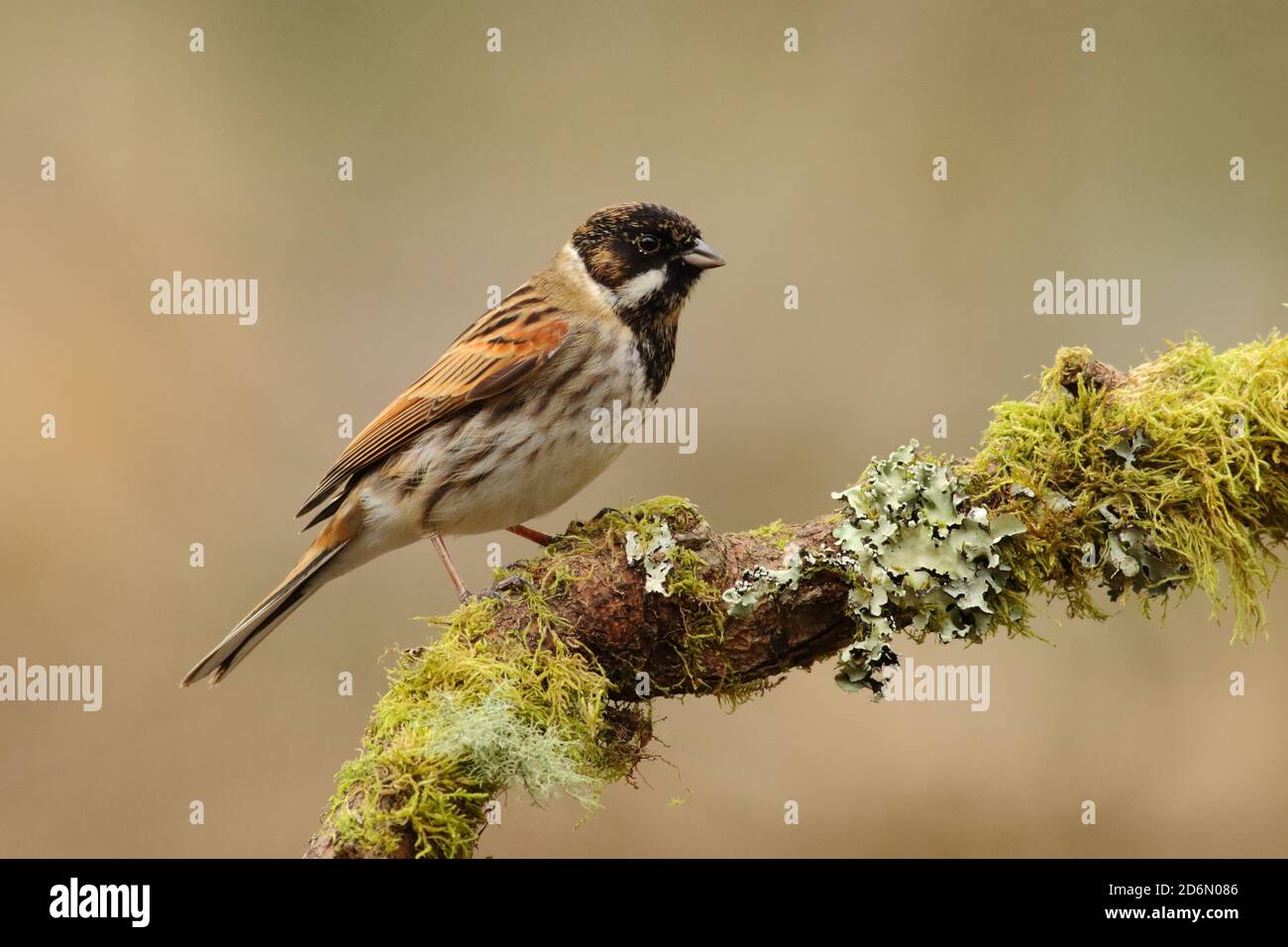 common reed bunting (Emberiza schoeniclus Stock Photo - Alamy