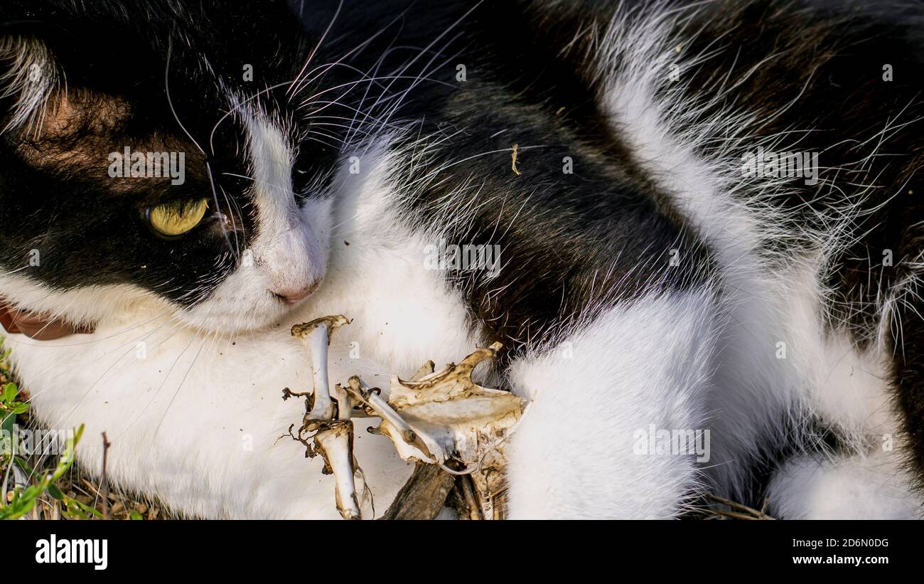Dead Kitten High Resolution Stock Photography and Images - Alamy