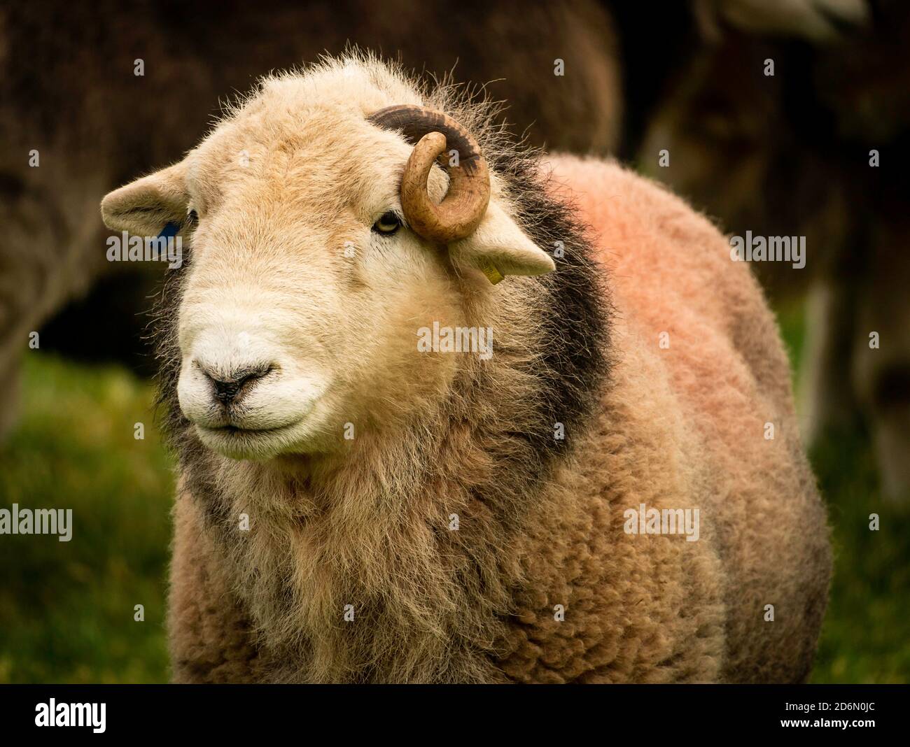 Herdwick tup hi-res stock photography and images - Alamy