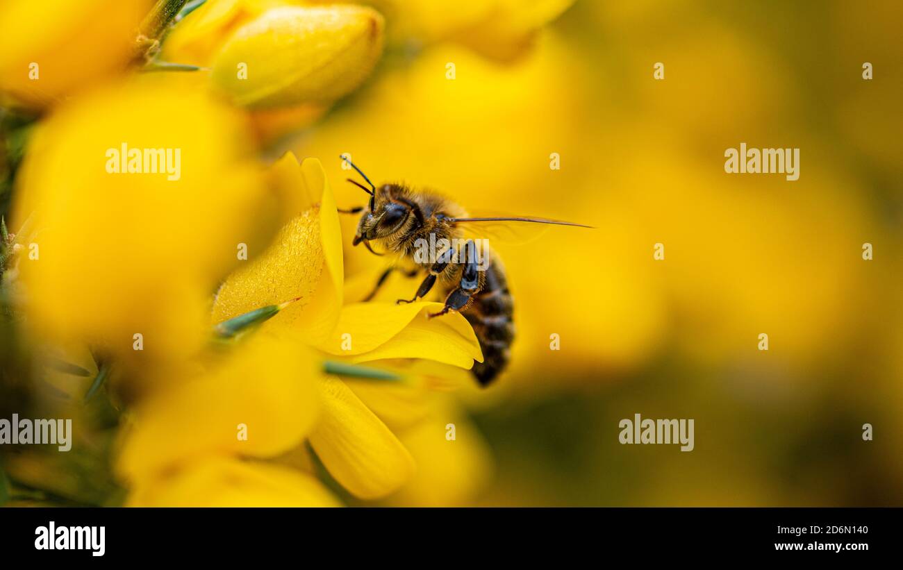 Busy little bee Stock Photo - Alamy