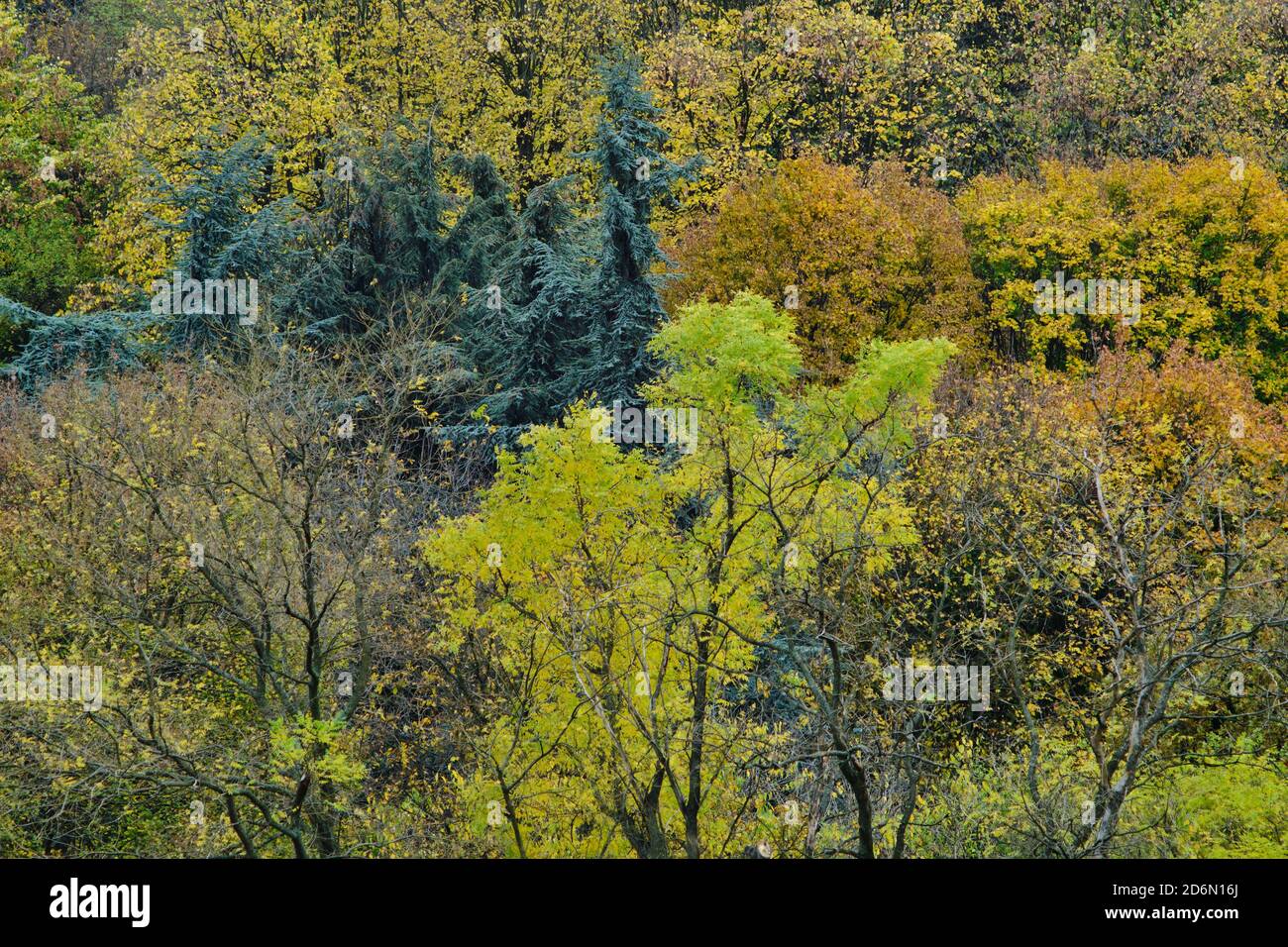 Autumn leaves and trees foliage in Kosutnjak park forest in Belgrade ...