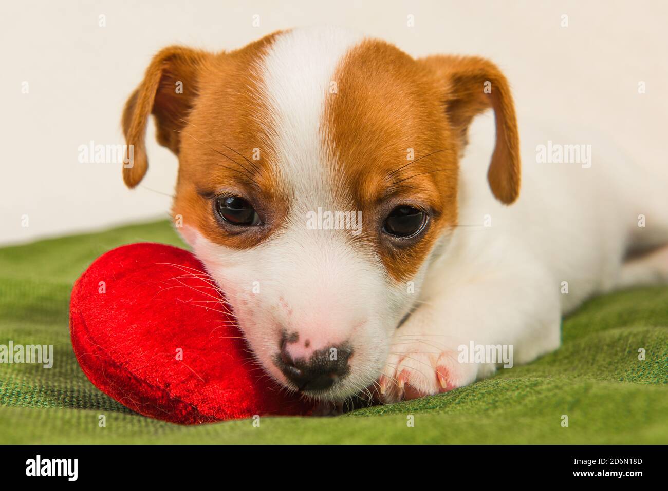 Jack Russell Terrier dog puppy with red heart Stock Photo - Alamy