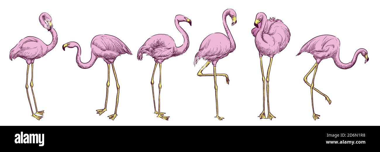 Pink flamingo in various poses, vector color sketch illustration ...