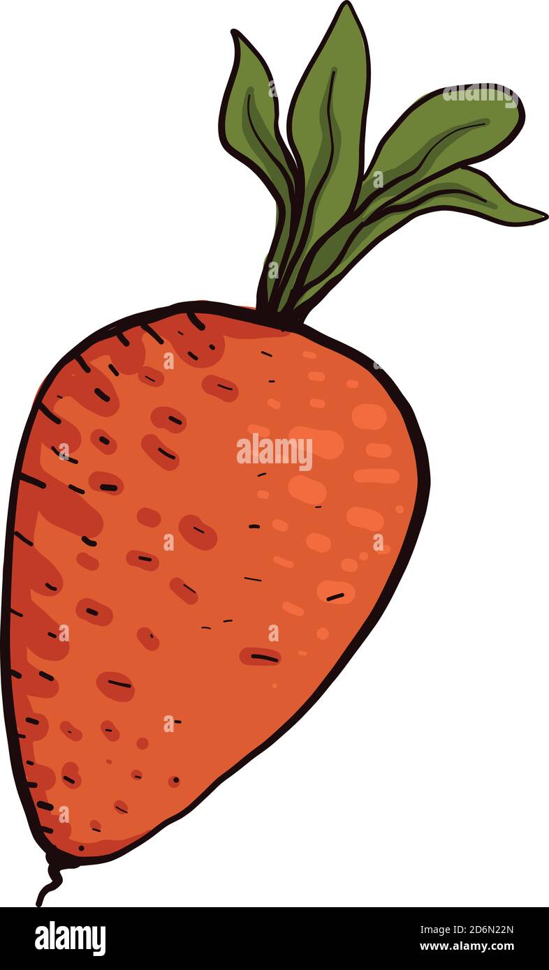 Fat carrot, illustration, vector on white background Stock Vector Image ...