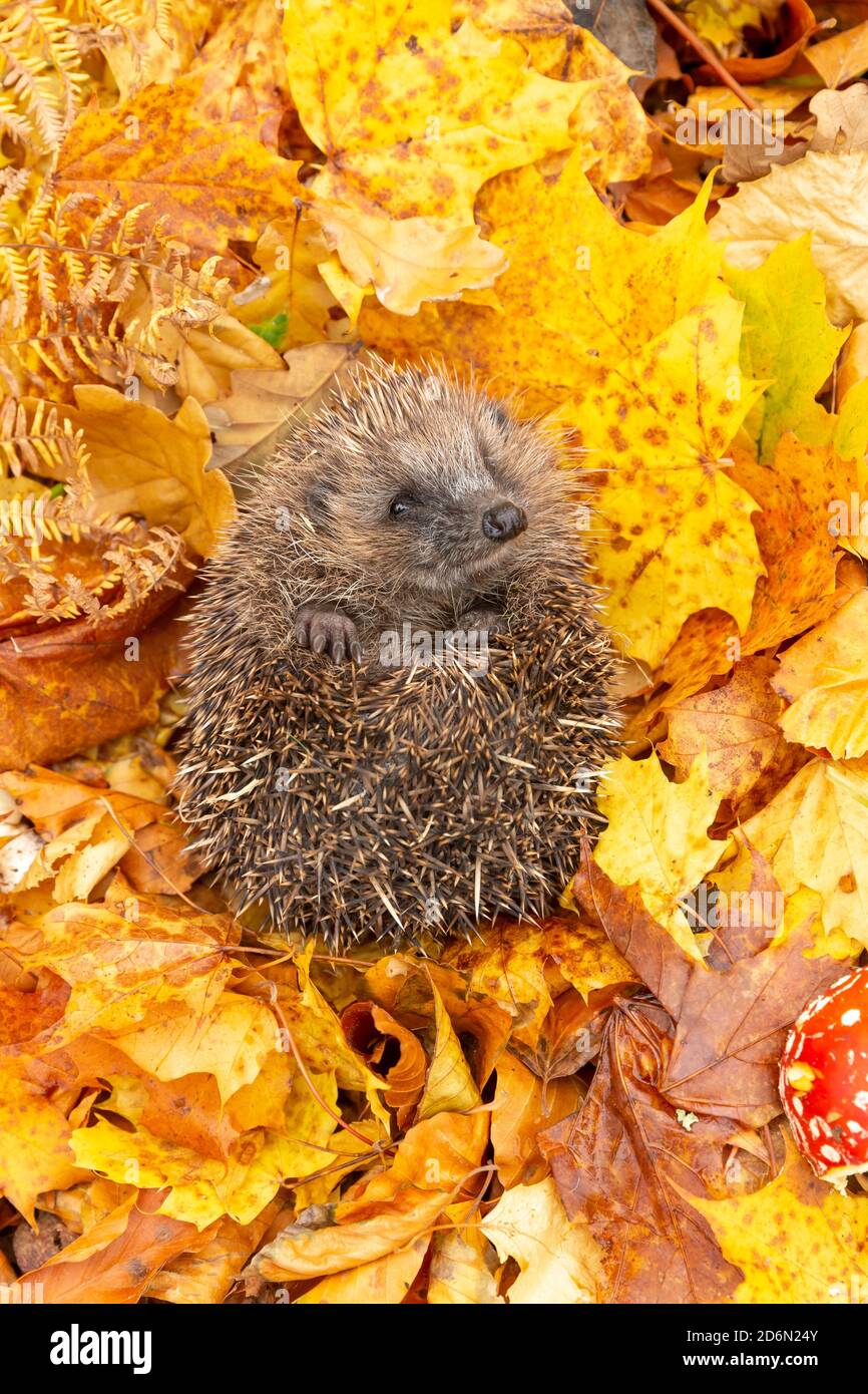 Curled Maple High Resolution Stock Photography and Images - Alamy