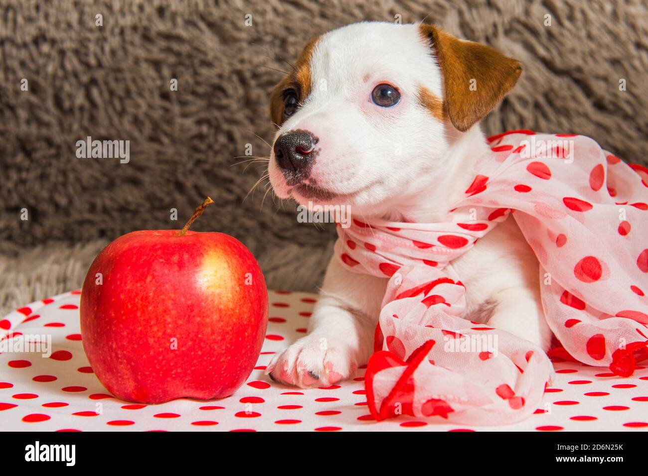 Jack Russell Terrier dog puppy with red apple Stock Photo - Alamy