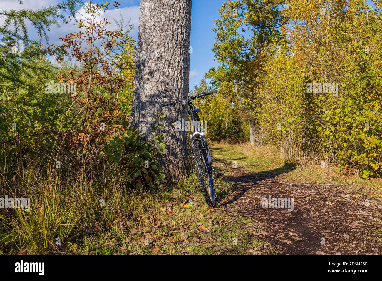 Beautiful view of bicycle near big tree in forest on beautiful fall day ...