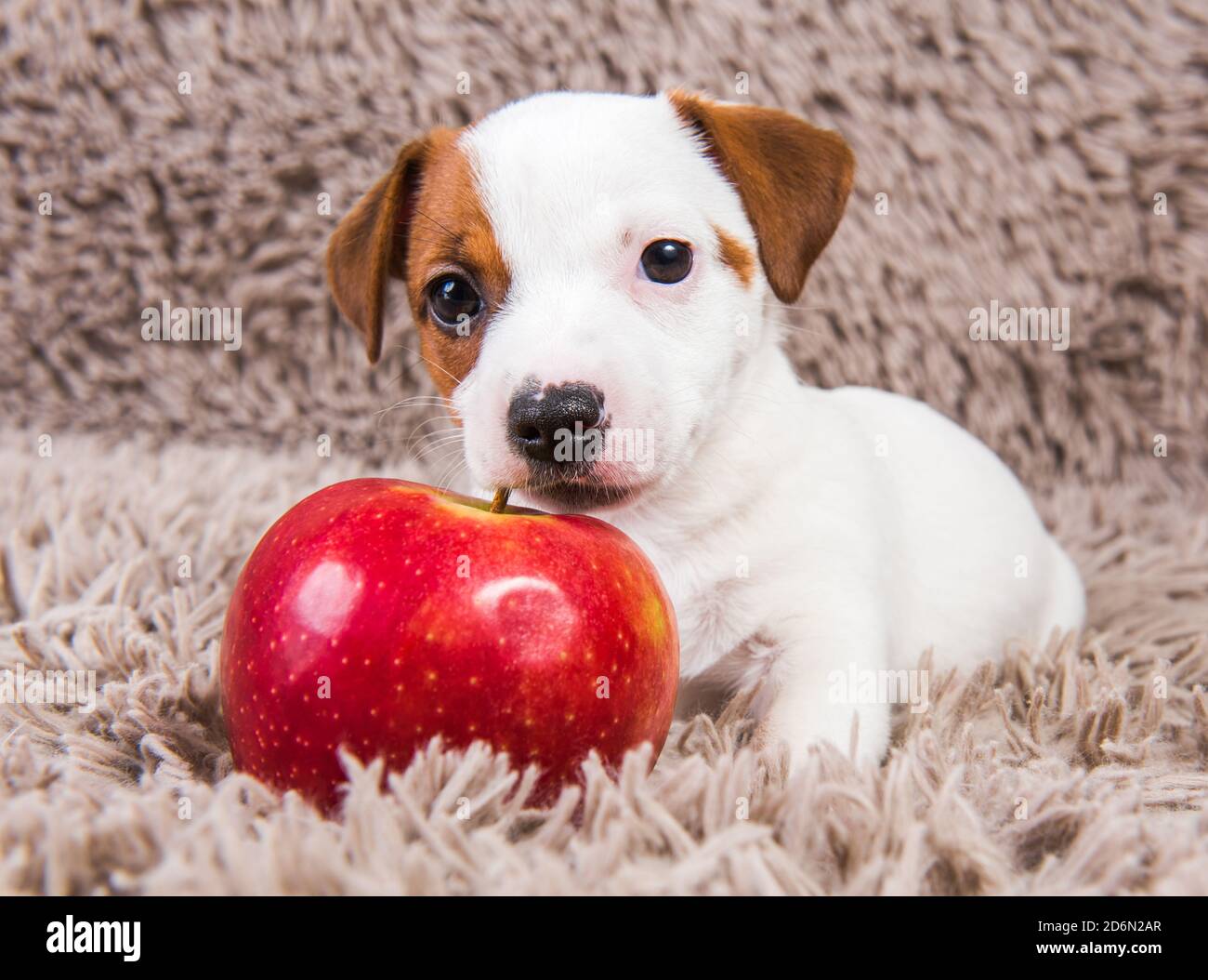 Funny Jack Russell Terrier dog puppy are lying with red apple Stock ...