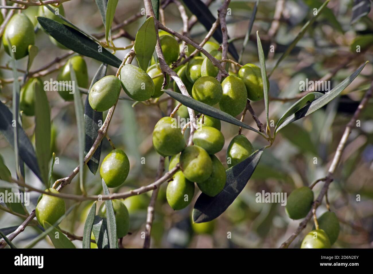 Olive fruit close-up Stock Photo - Alamy