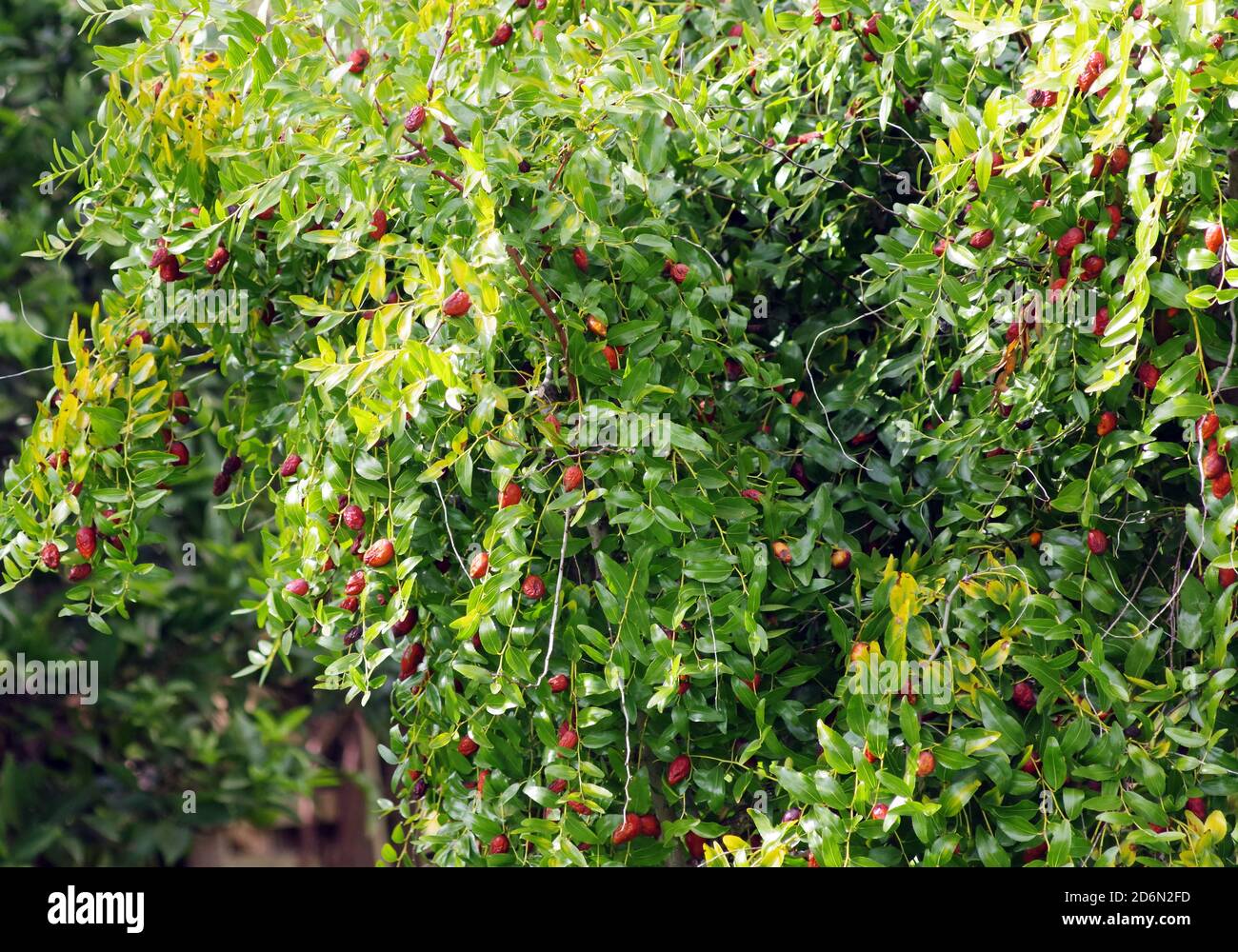 Jujube tree hi-res stock photography and images - Alamy