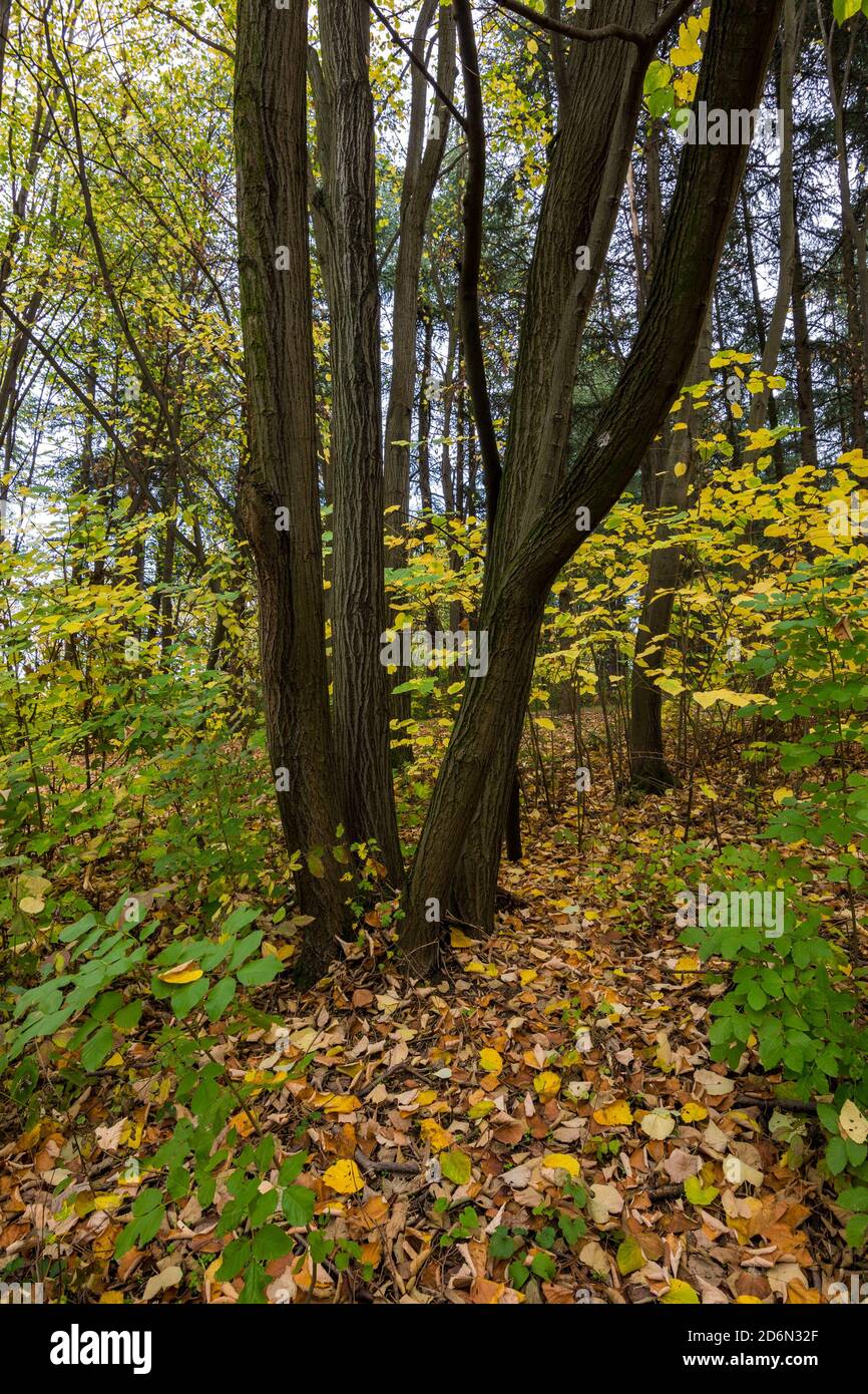 Autumn leaves and trees foliage in Kosutnjak park forest in Belgrade ...