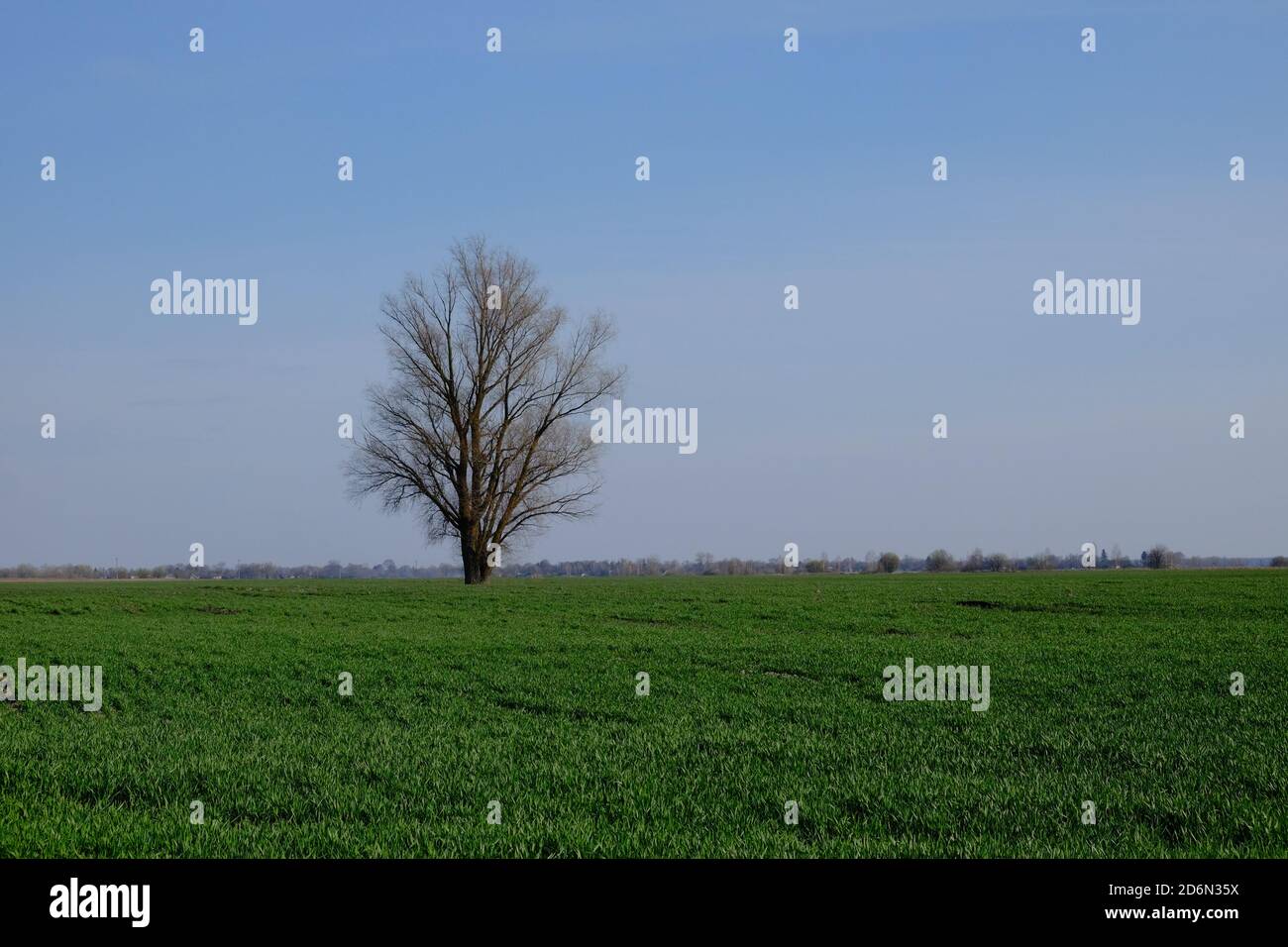 Single tree in field no background hi-res stock photography and images ...