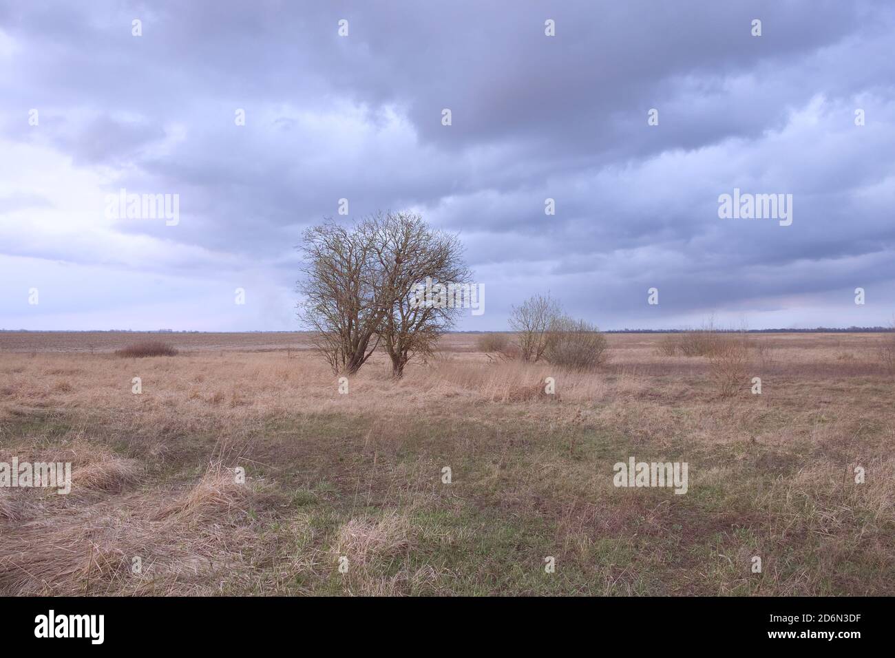 Small trees among dried hi-res stock photography and images - Alamy