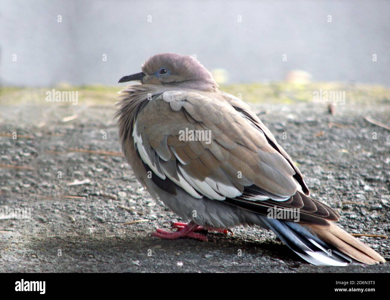 Disarranged High Resolution Stock Photography and Images - Alamy