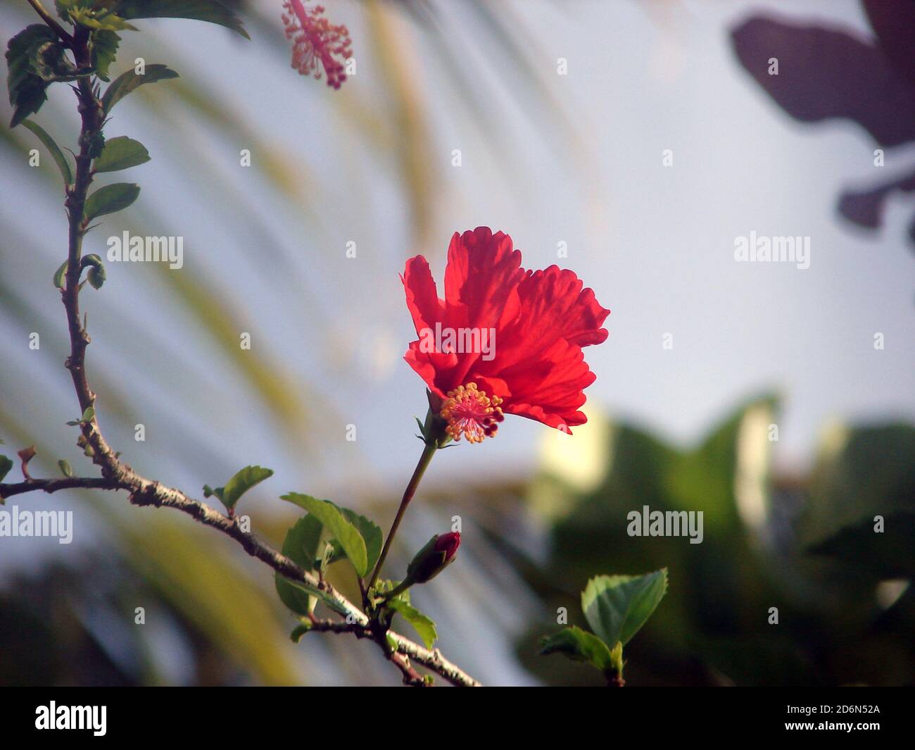Red Hibiscus flower opening at sunrise Stock Photo - Alamy