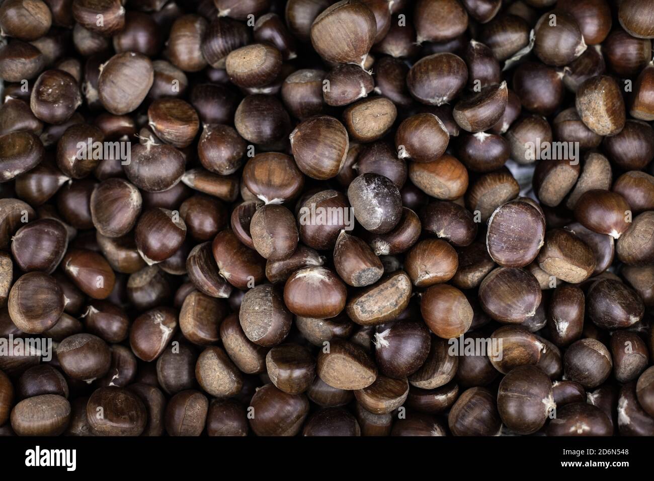 Castanea sativa chestnut brown fruit close-up, backdrop banner ...