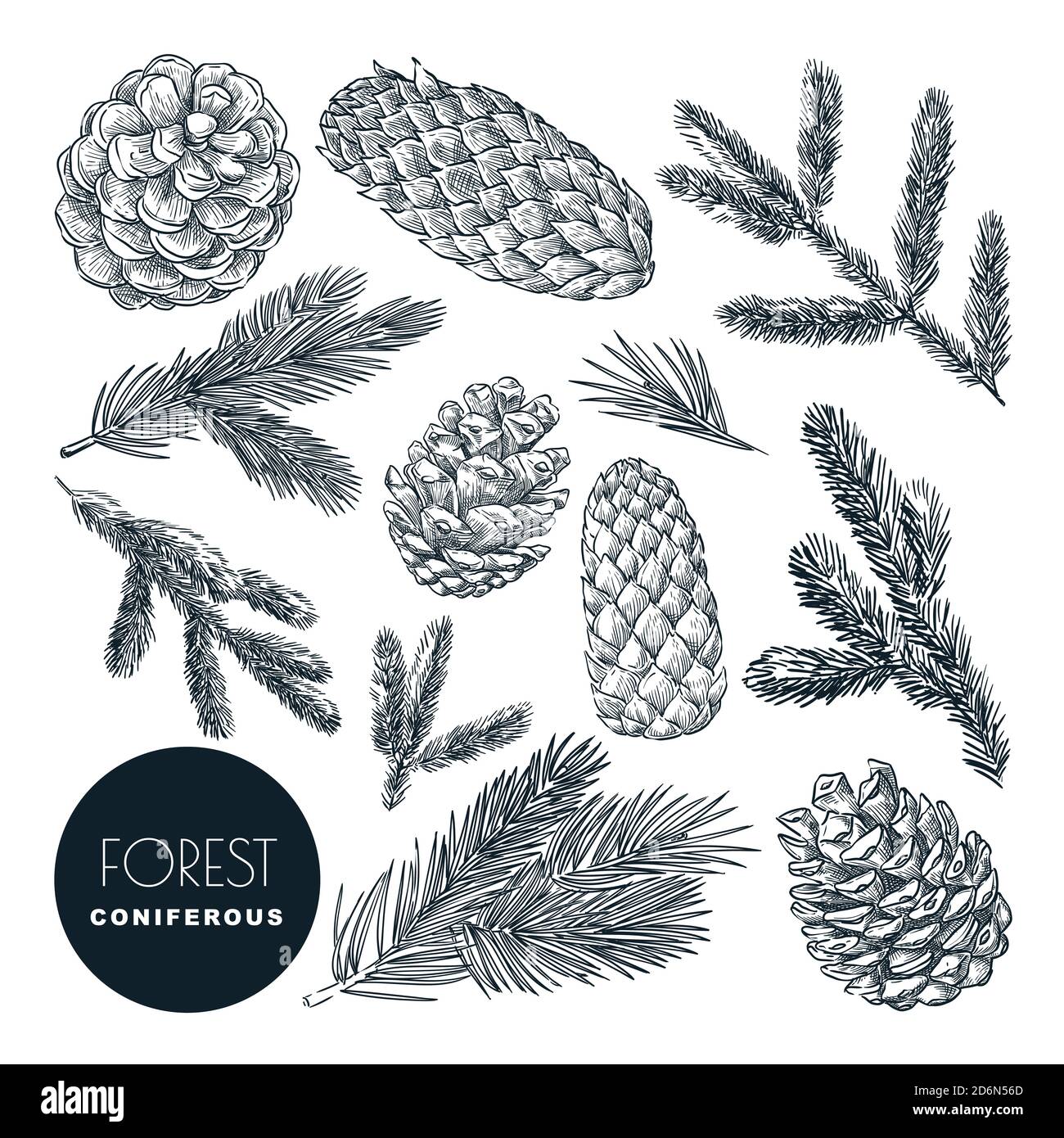 Fir branches holly pine Stock Vector Images - Alamy