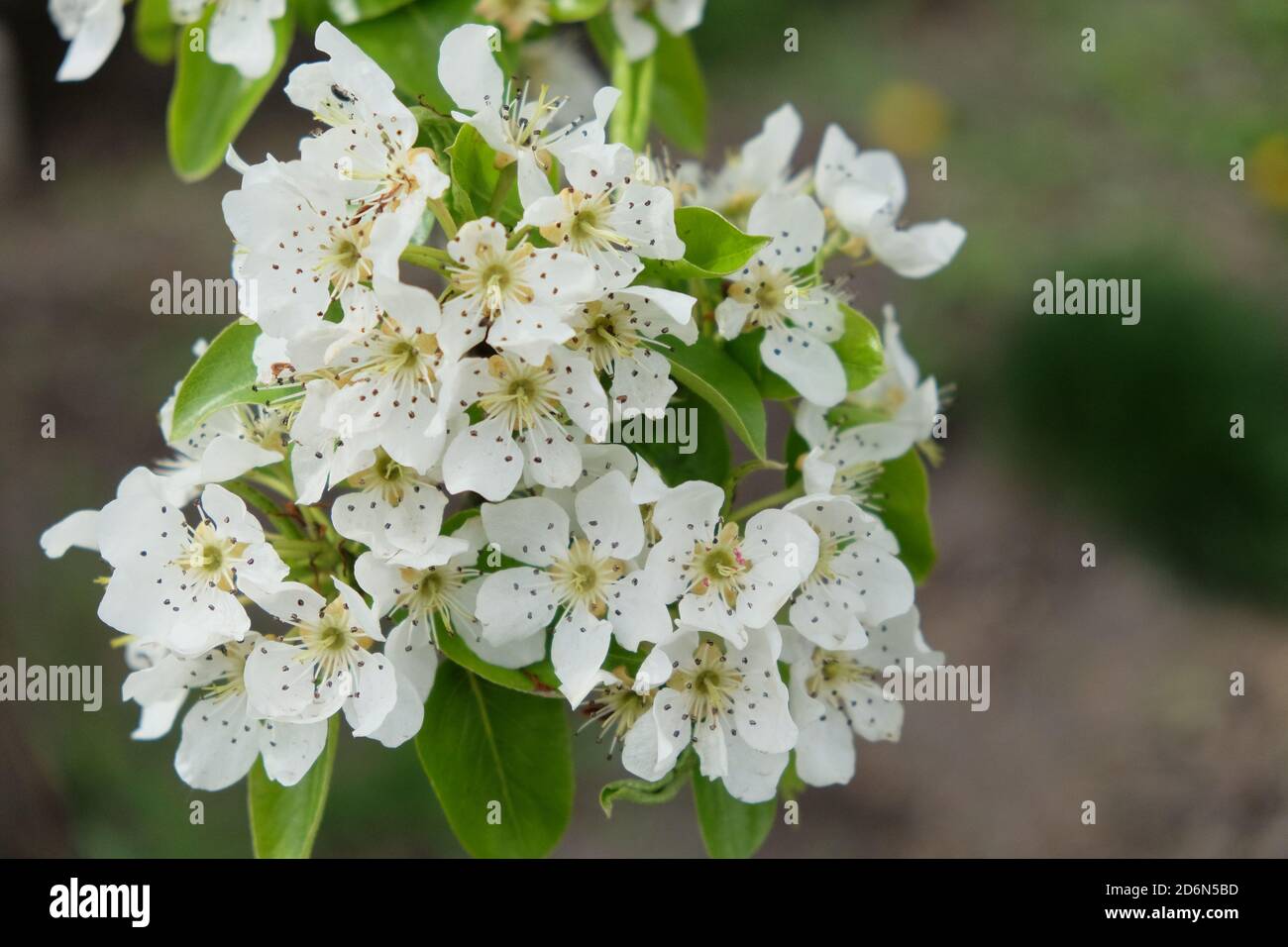 Pear tree branch white hi-res stock photography and images - Alamy